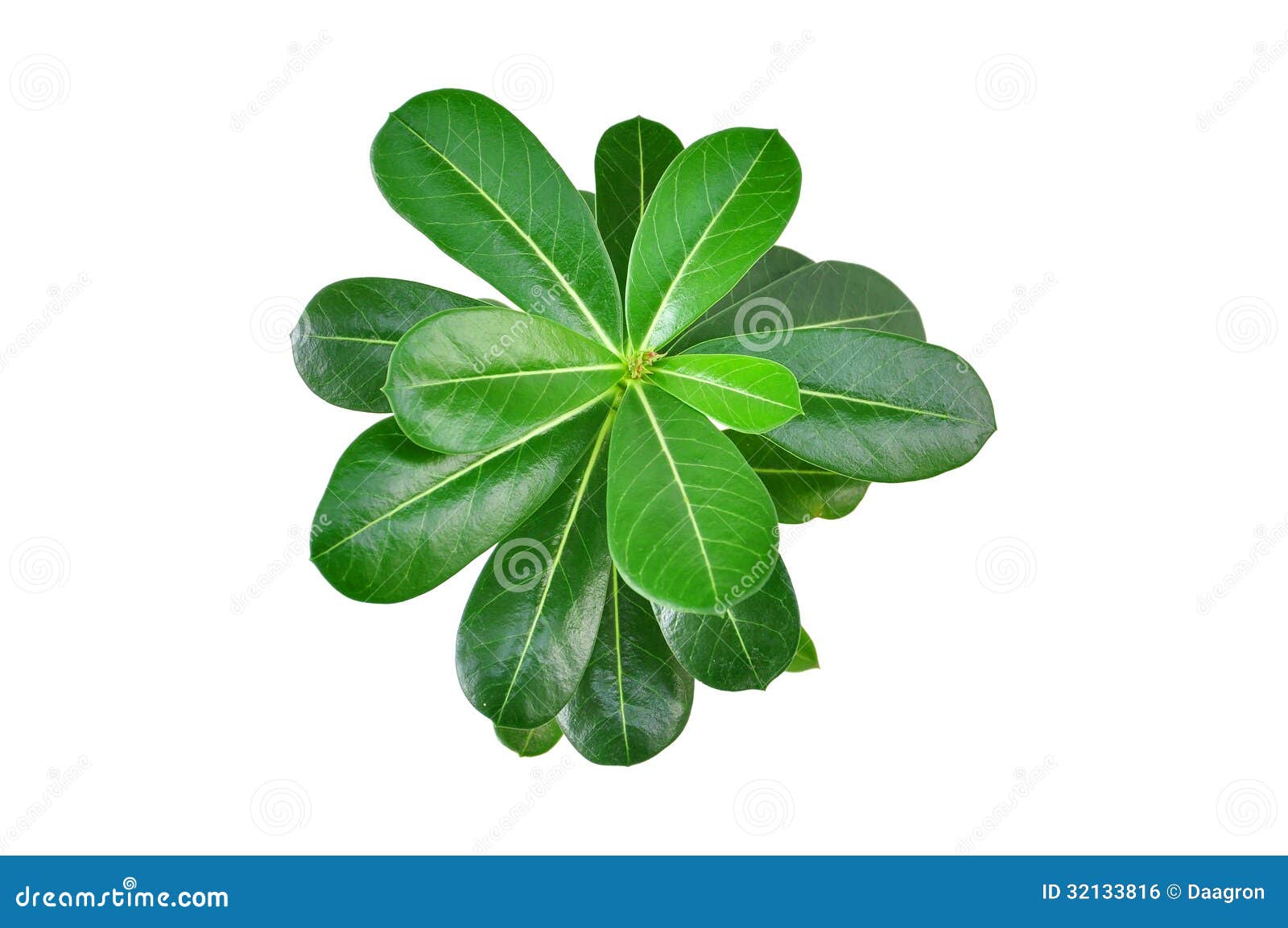Isolate green leaf stock photo. Image of green, branch - 32133816