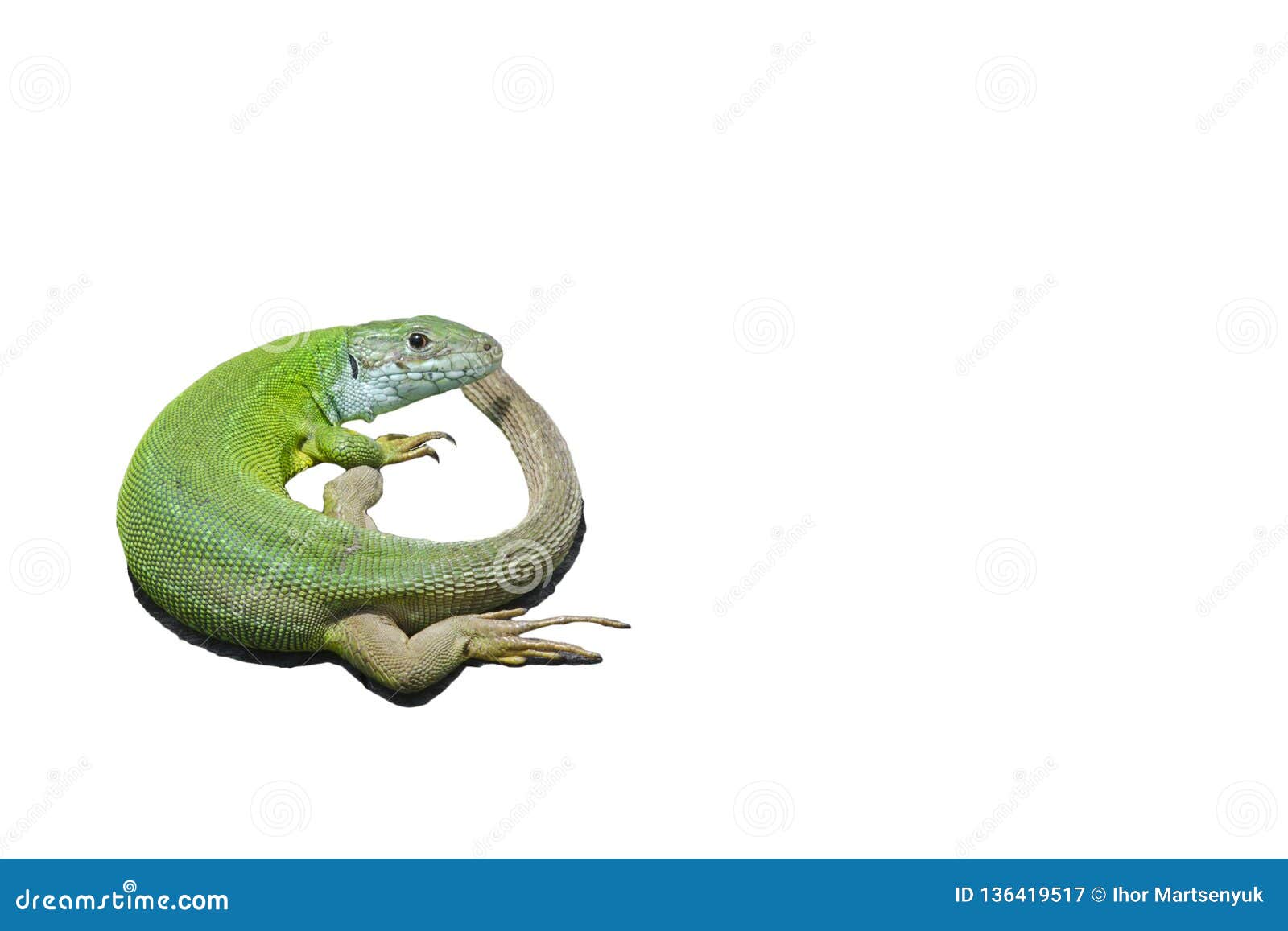 Isolate of Green Lizard on White Background Stock Image - Image of ...
