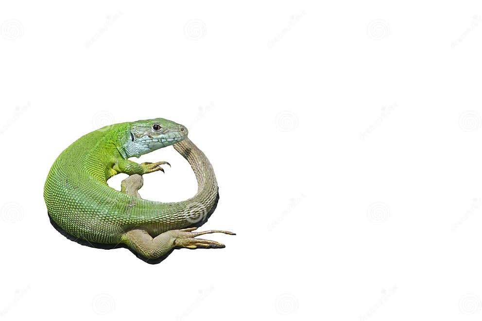 Isolate of Green Lizard on White Background Stock Image - Image of ...