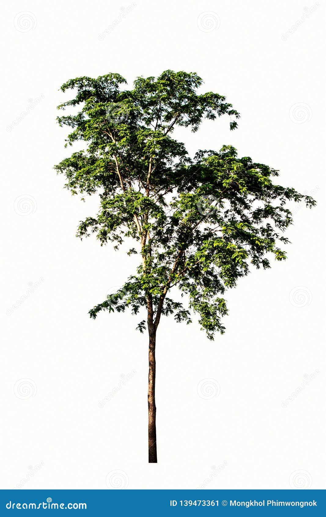Isolate Green Trees, Branches, Spread Out Shade on a White Background ...