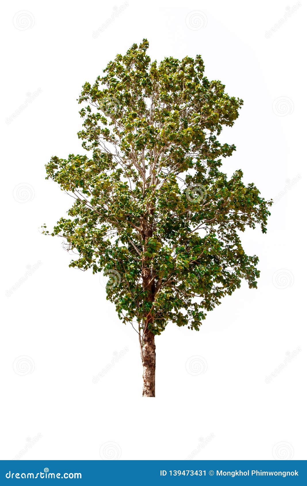 Isolate Green Trees, Branches, Spread Out Shade on a White Background ...
