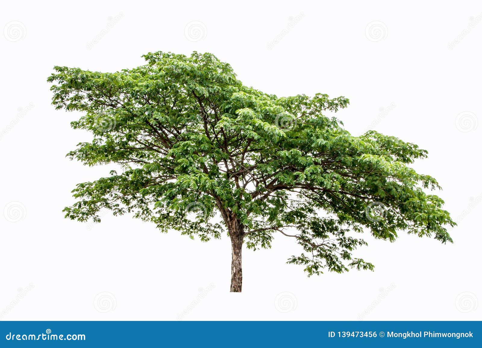 Isolate Green Trees, Branches, Spread Out Shade on a White Background ...