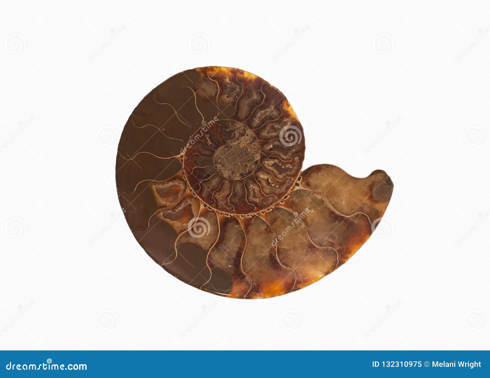 Shell Repeating Pattern Stock Images - Download 133 Royalty Free Photos