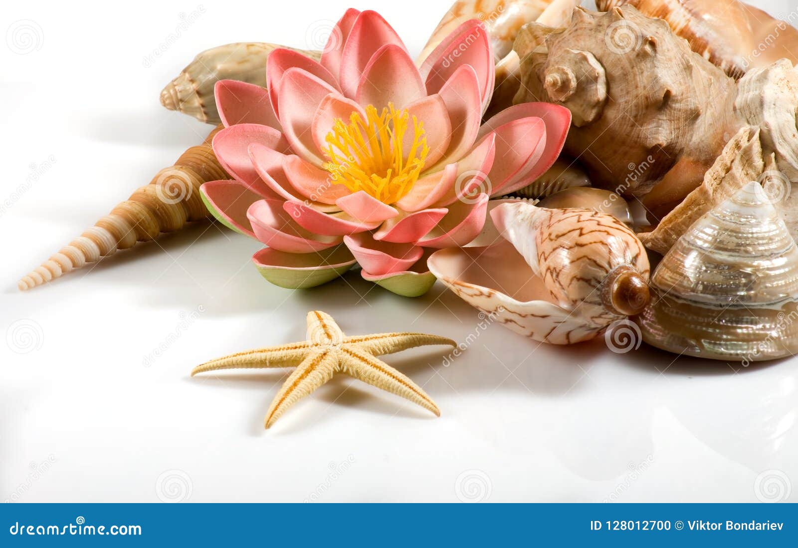 Isolate Lotus Flower and Sea Shells Close-up Stock Photo - Image of ...