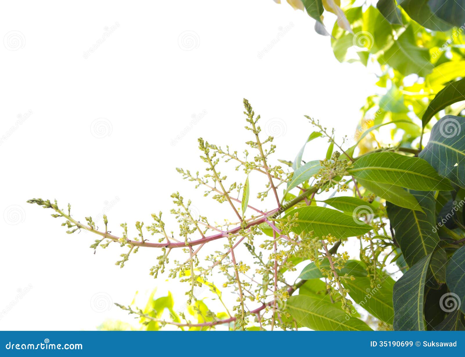Mango Flowers,mango Tree And Blue Sky Beautiful View, Mango Farm And ...