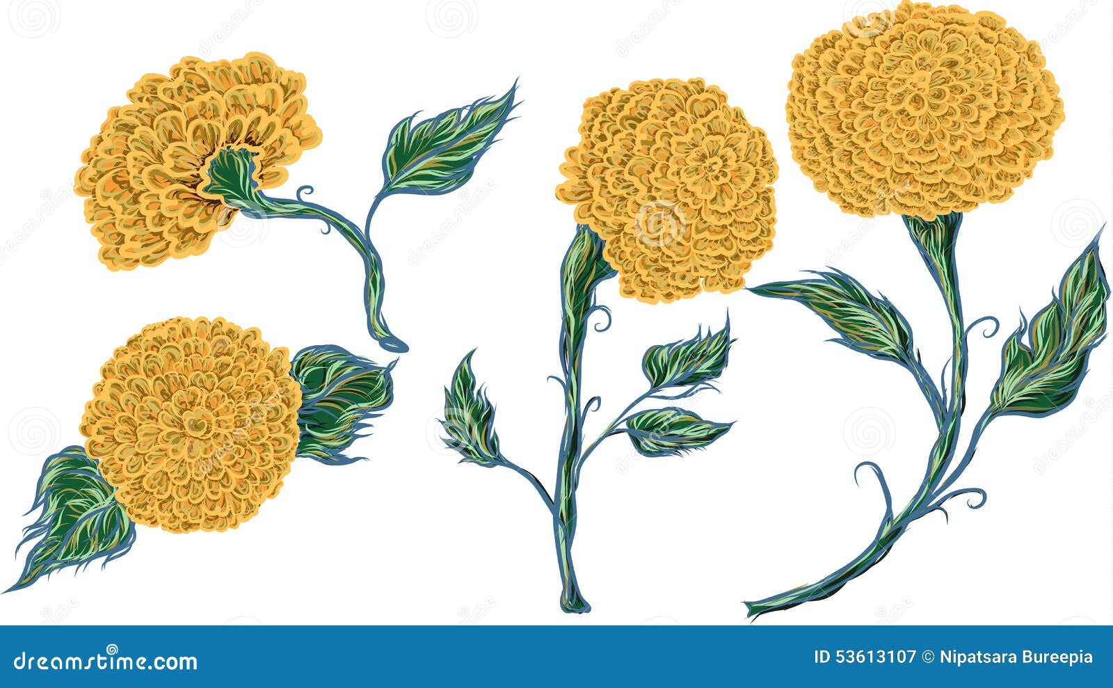 Isolate Marigold Flower Vector Stock Vector - Illustration of leaf ...