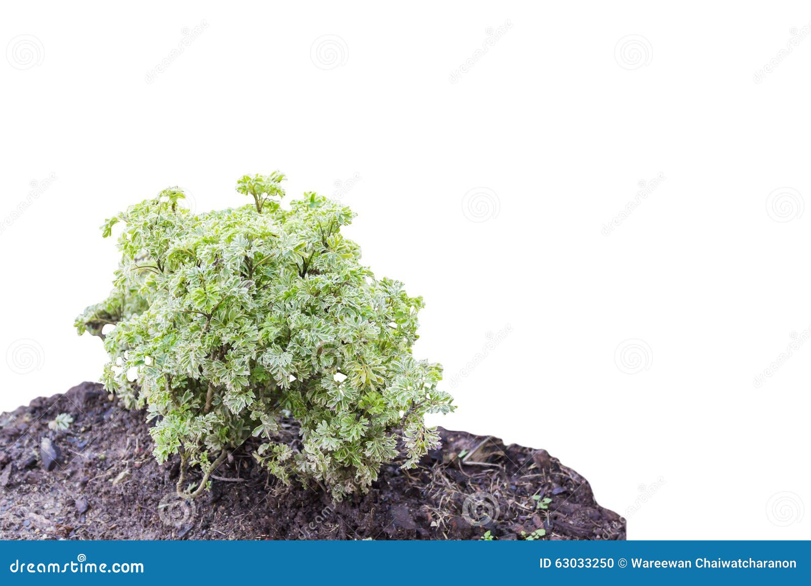 Isolate Mini Real Young Bush Plant on the Ground Stock Photo - Image of ...