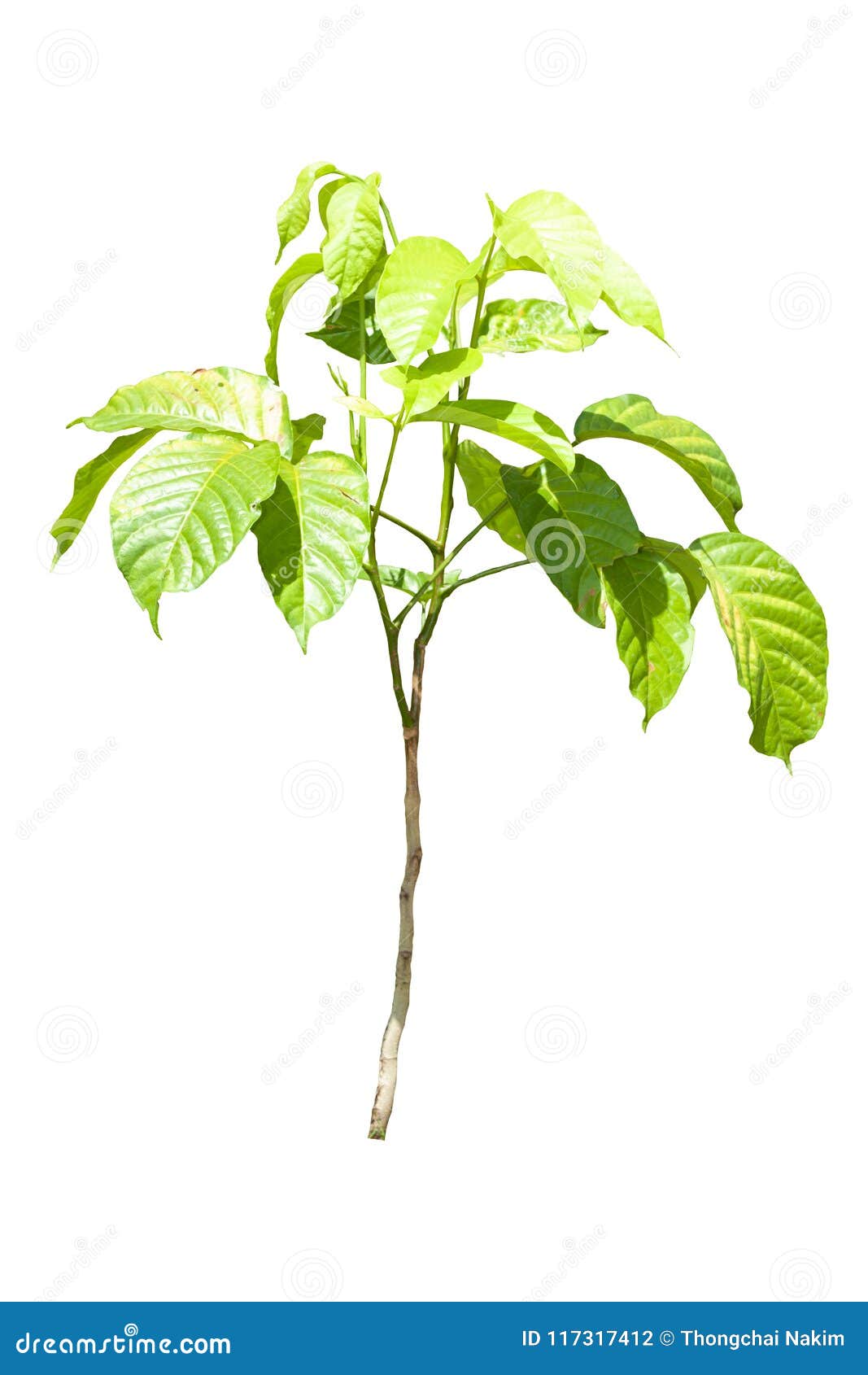 Small Tree Santol,Thailand. Stock Photo - Image of element, agriculture ...