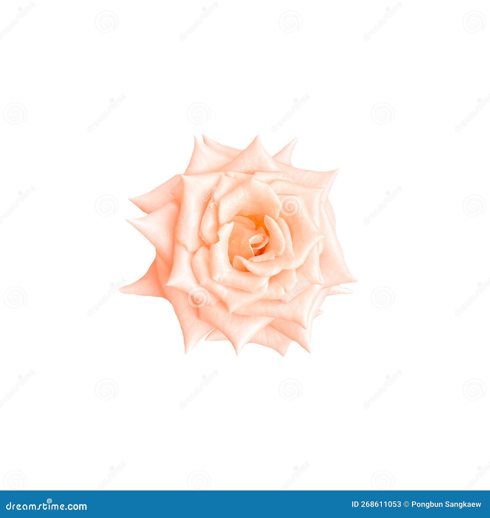 Isolate Soft Color Brown ,cream Rose Color on White Background Stock ...