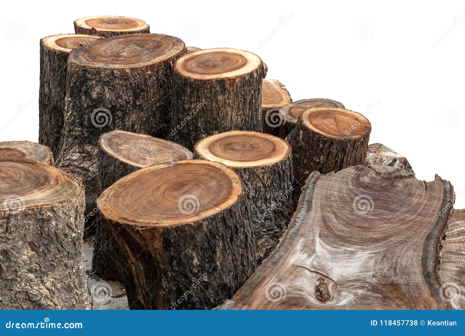 Isolate Stumps of Many Rainforests. Stock Photo - Image of park ...
