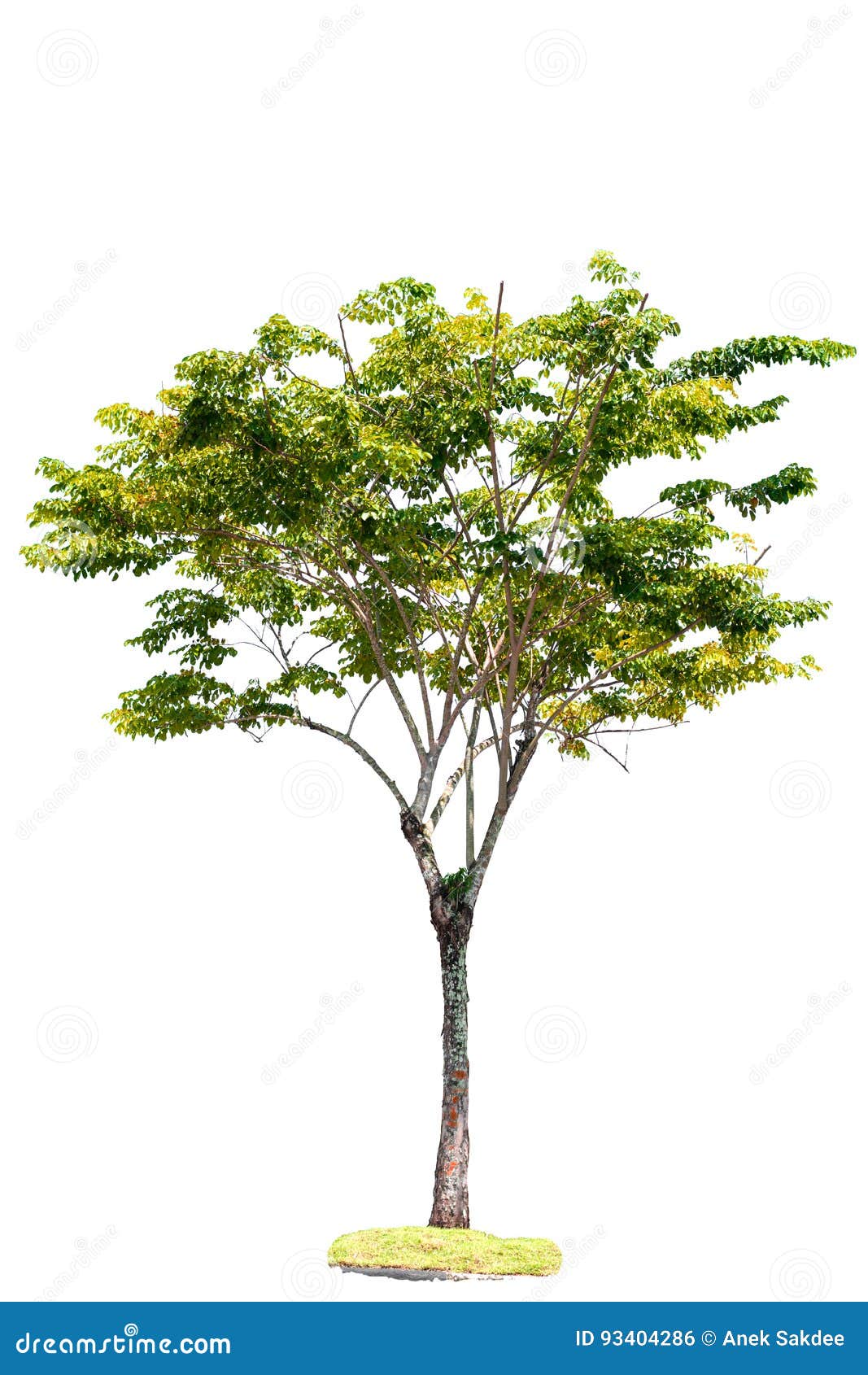 Isolate tree stock photo. Image of isolated, wood, single - 93404286