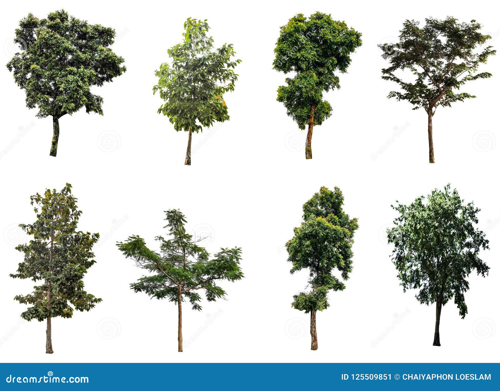Isolate of trees stock image. Image of oleracea, trees - 125509851