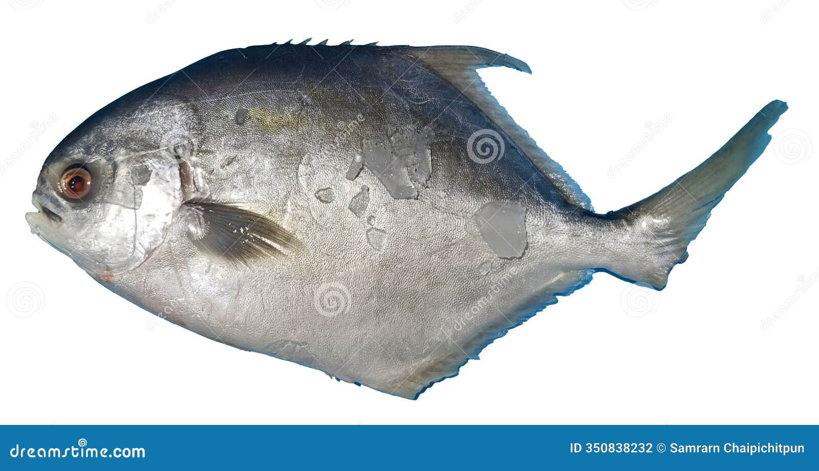 Pomfret Fish Logo Vector Outline Silhouette Art Icon | CartoonDealer ...