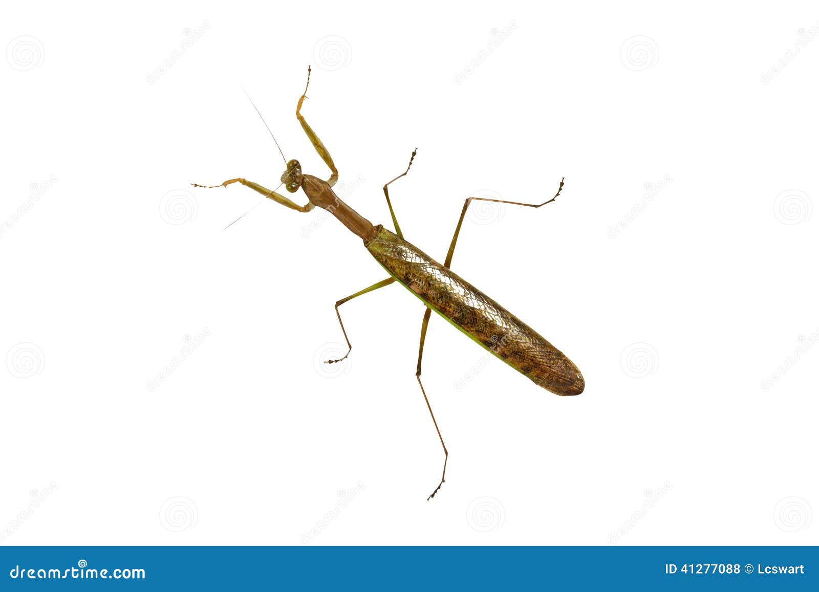 Isolated Above View of Brown Praying Mantis Stock Photo - Image of ...
