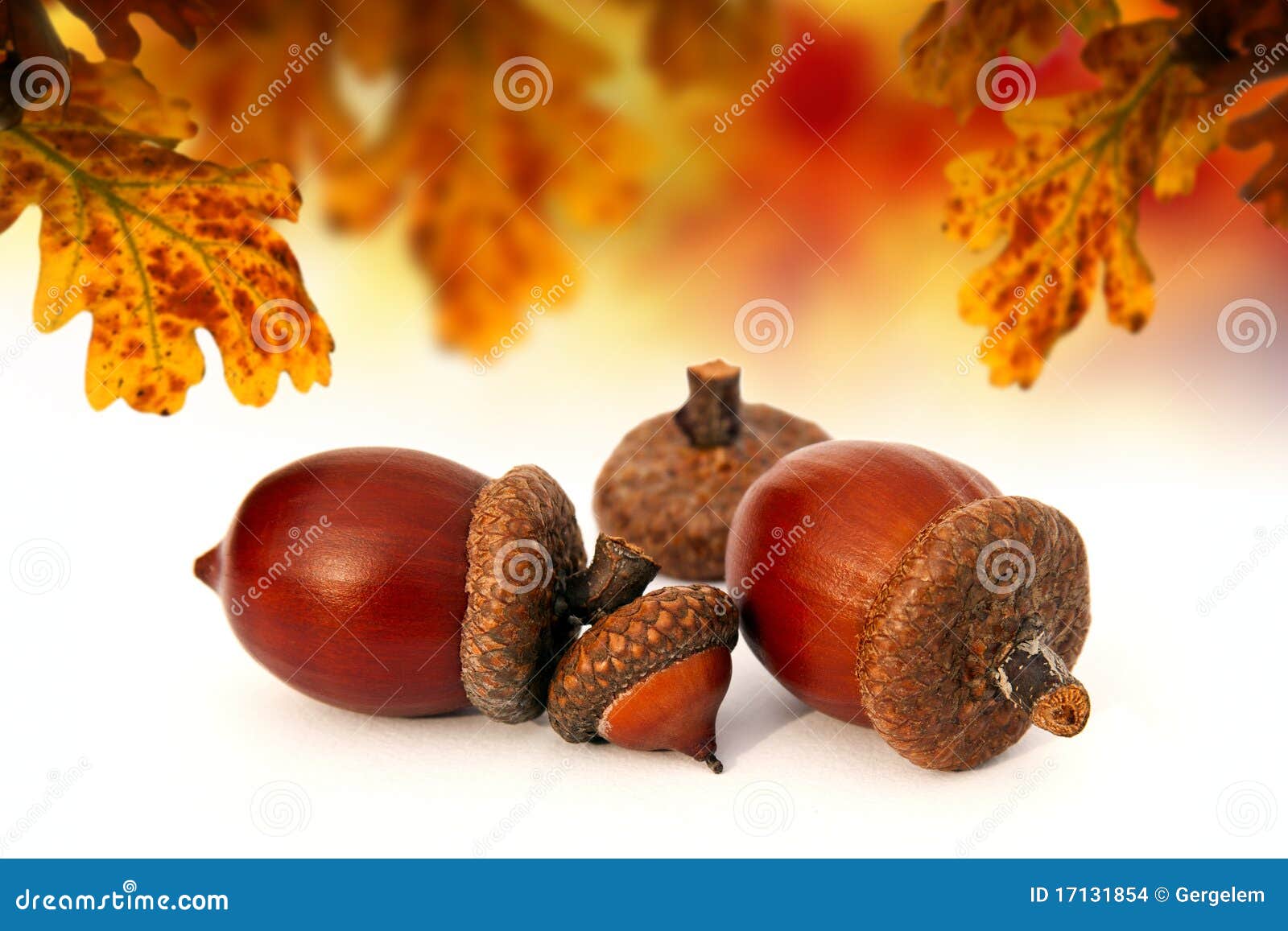 Isolated abstract acorns stock photo. Image of flora - 17131854