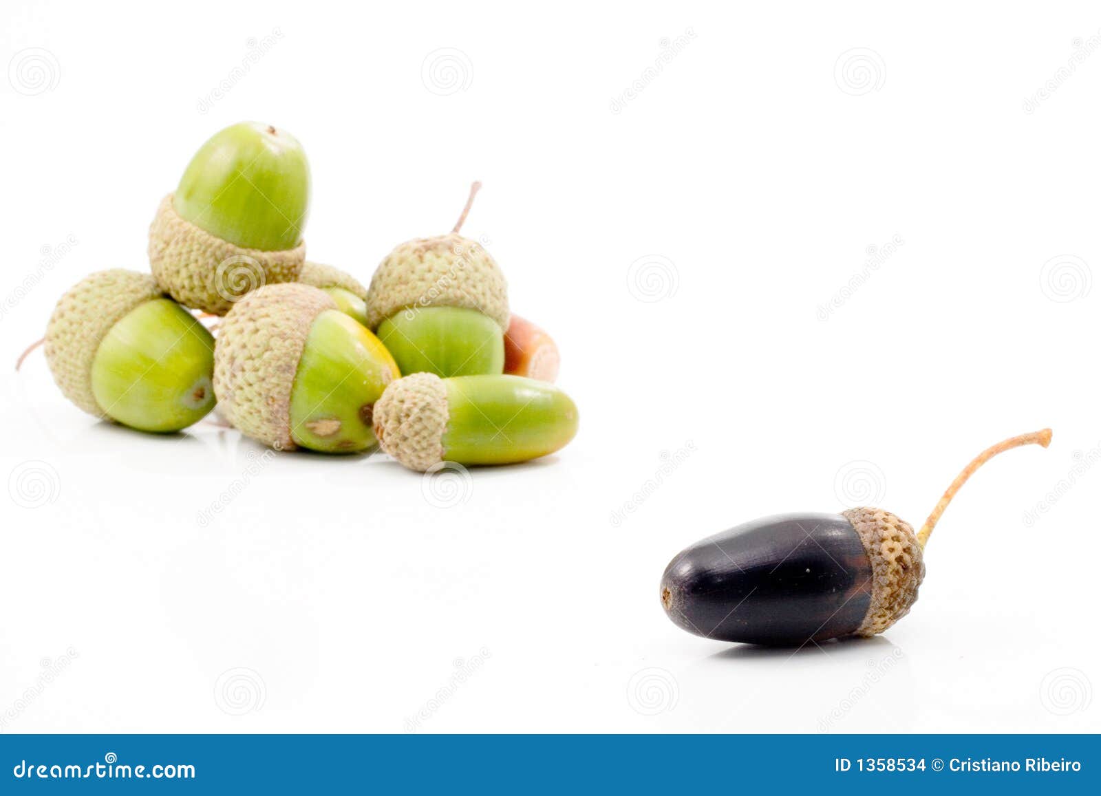 Isolated acorn stock photo. Image of kukluxklanner, freedom - 1358534