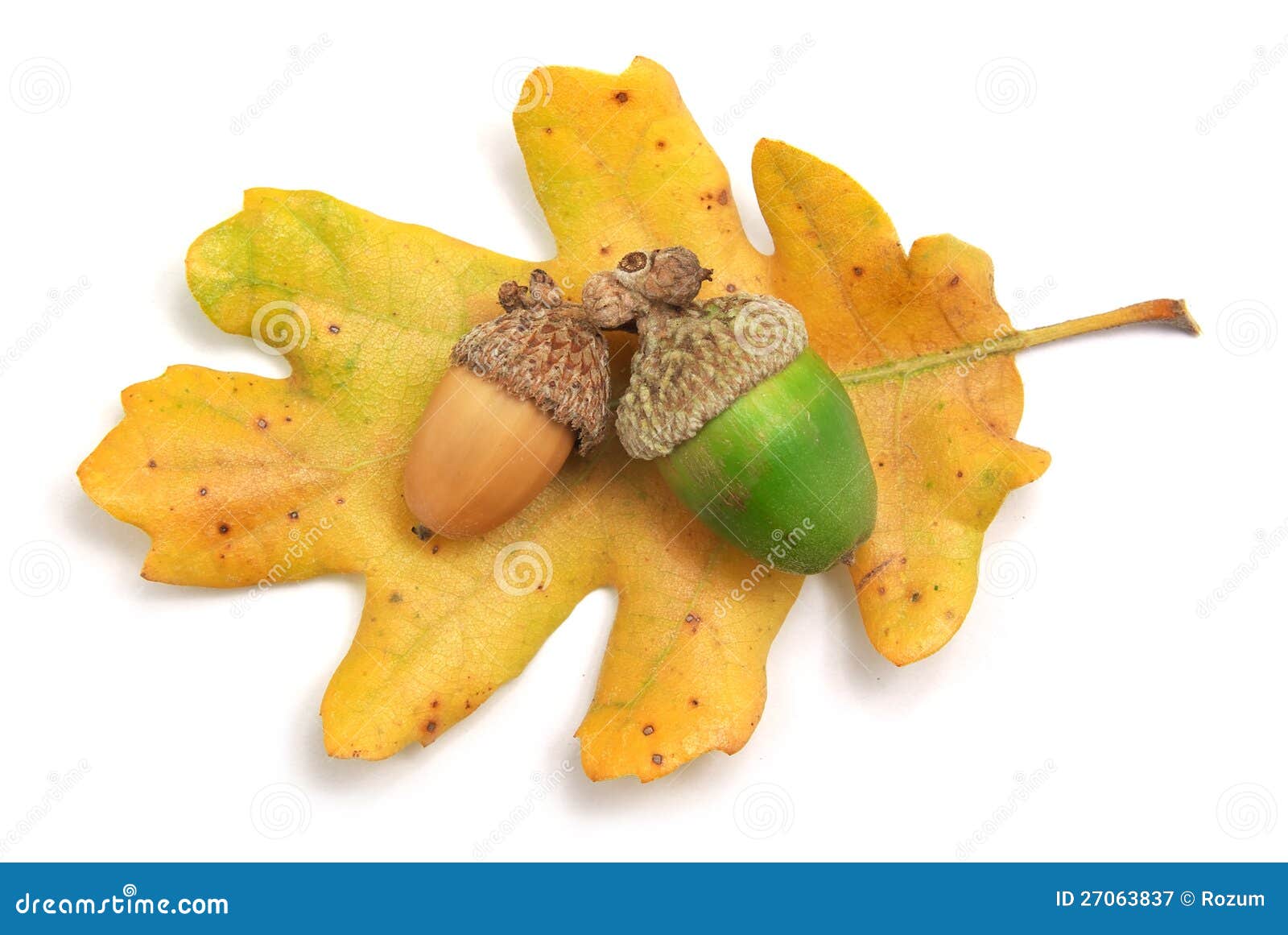 Isolated acorn. stock image. Image of nature, isolated - 27063837