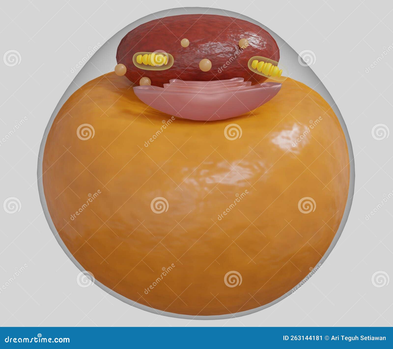 Isolated Adipocytes, Also Known As Lipocytes And Fat Cells Royalty-Free ...