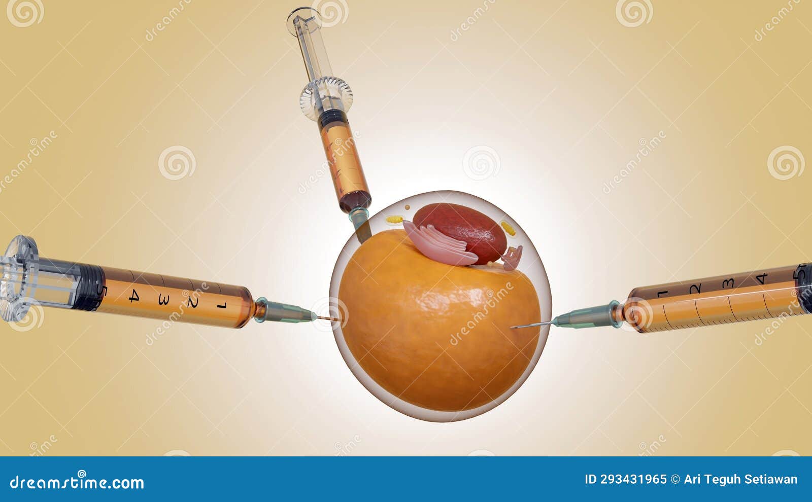 Adipocytes, Lipocytes And Fat Cells. Fat Cell Structure Vector ... Adipocytes, Lipocytes And Fat Cells. Fat Cell Structure Vector ...