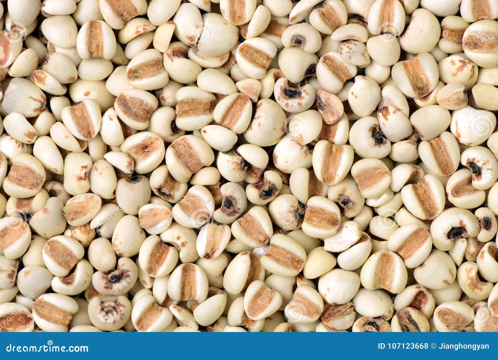 Adlay stock photo. Image of nutrition, organic, diet - 107123668