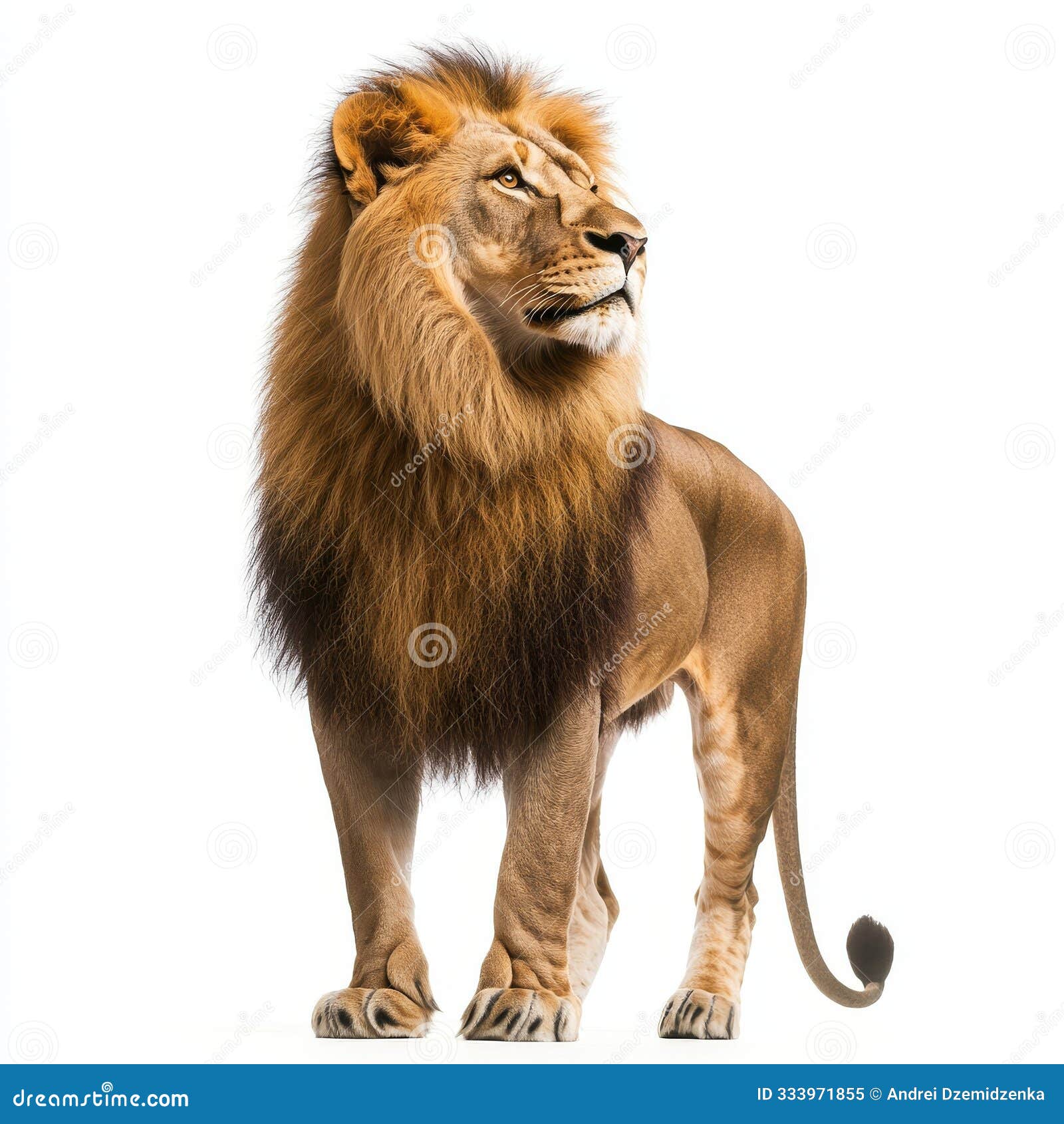 Isolated African Lion Back View with Transparent Background Cutout ...