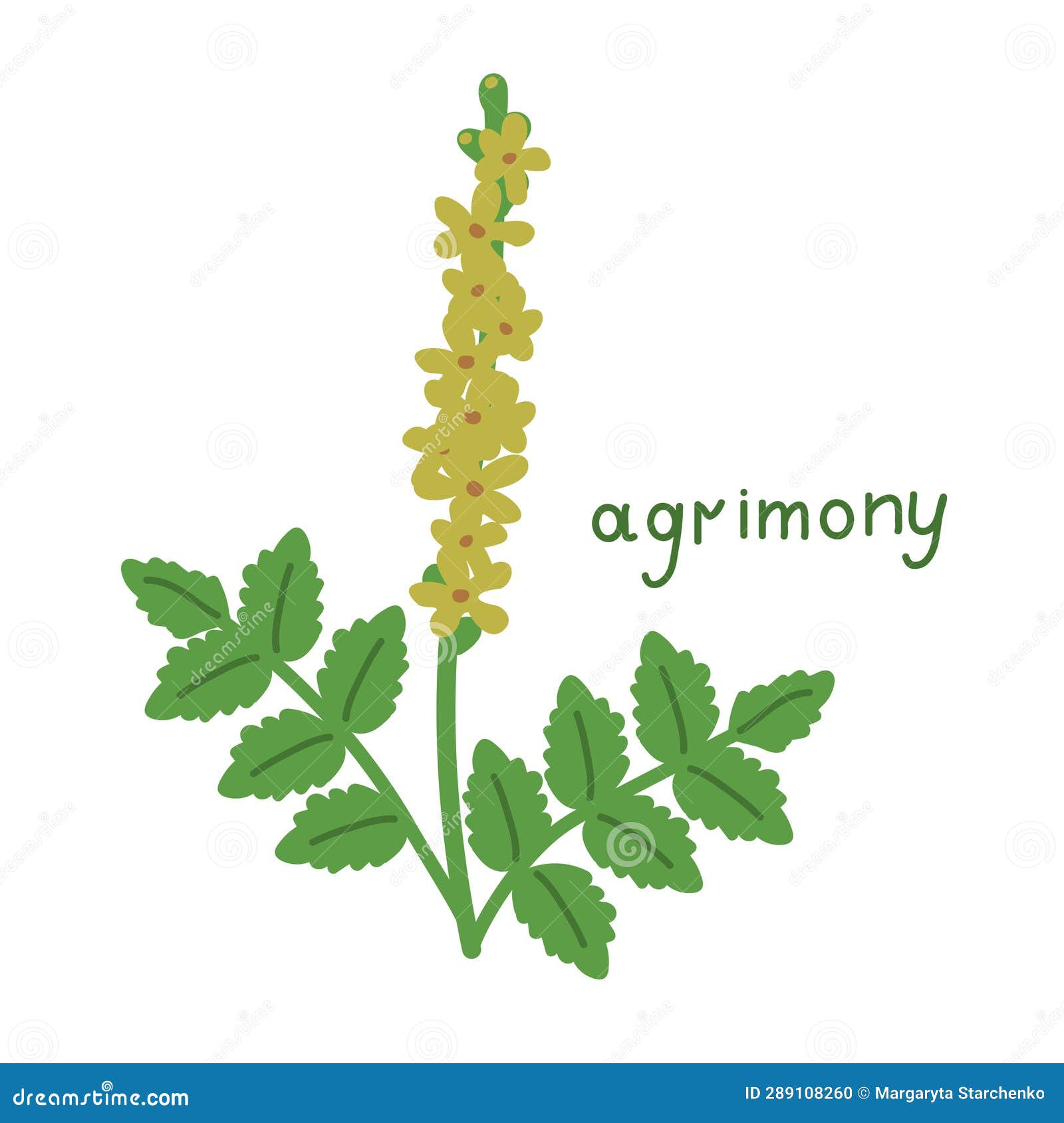 Isolated Agrimony Illustration Stock Vector - Illustration of nature ...