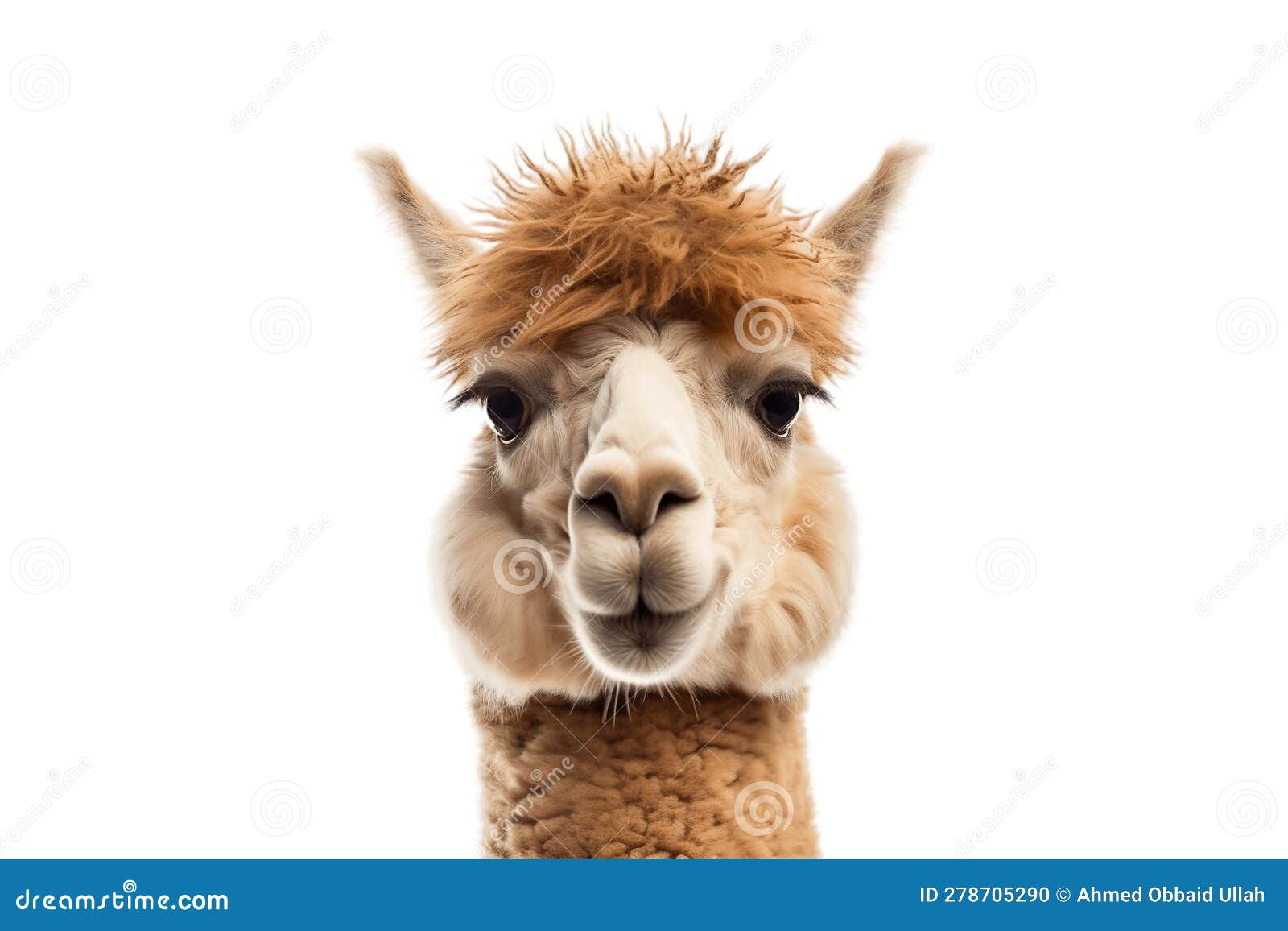 Isolated Alpaca Face Shot on Transparent Background, Generative Ai ...