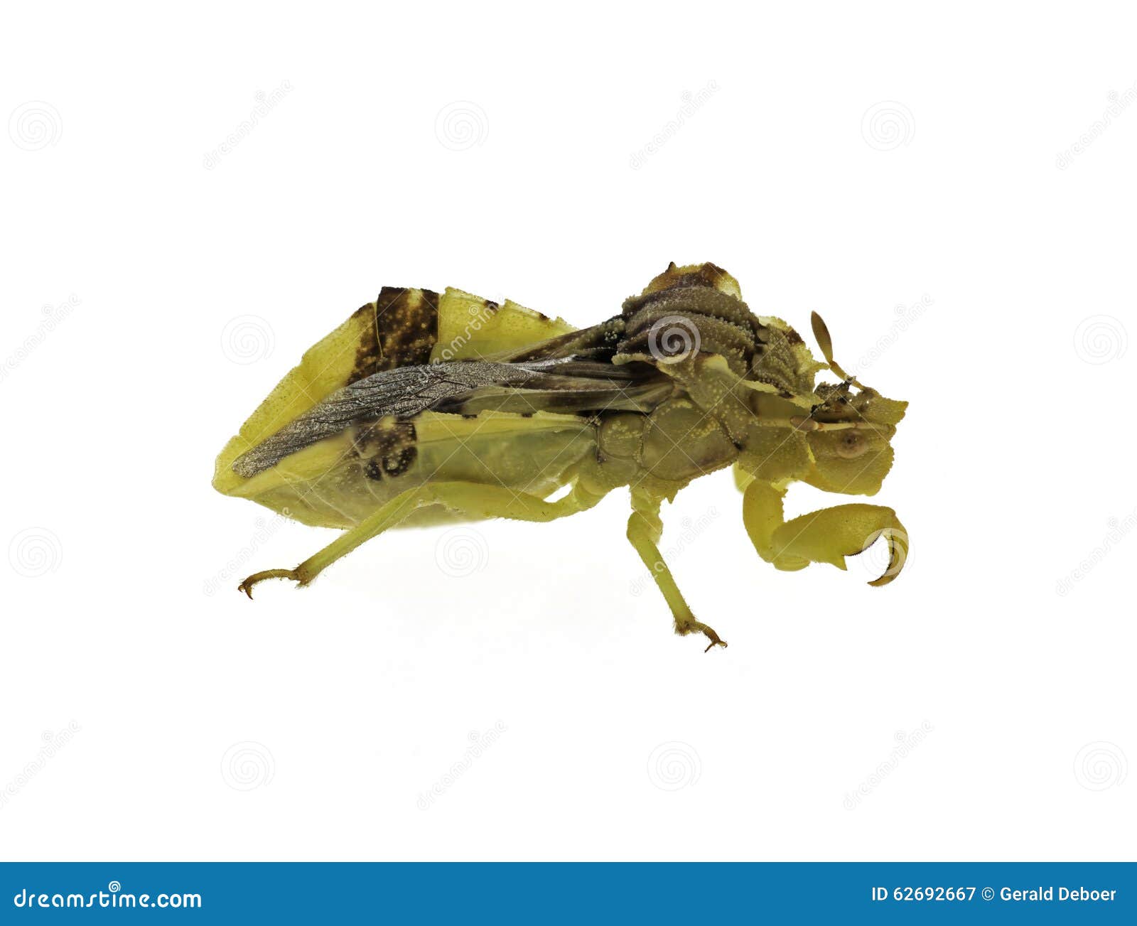 Isolated Ambush Bug stock image. Image of predator, strange - 62692667