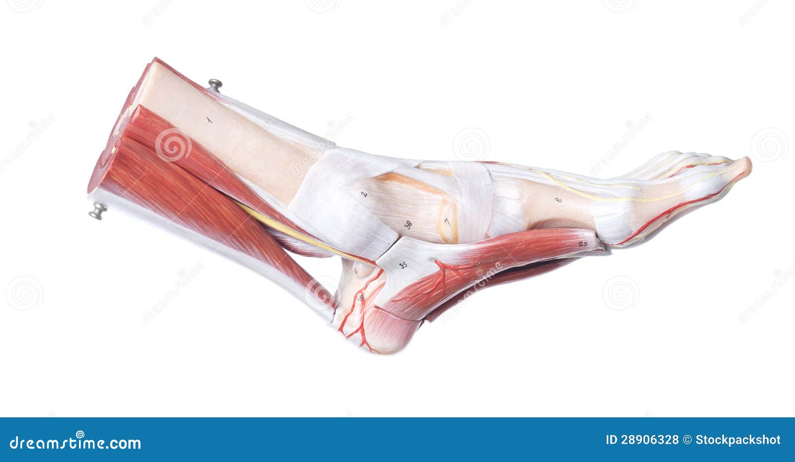 Isolated Anatomic Model of a Human Foot Stock Photo - Image of medicine ...