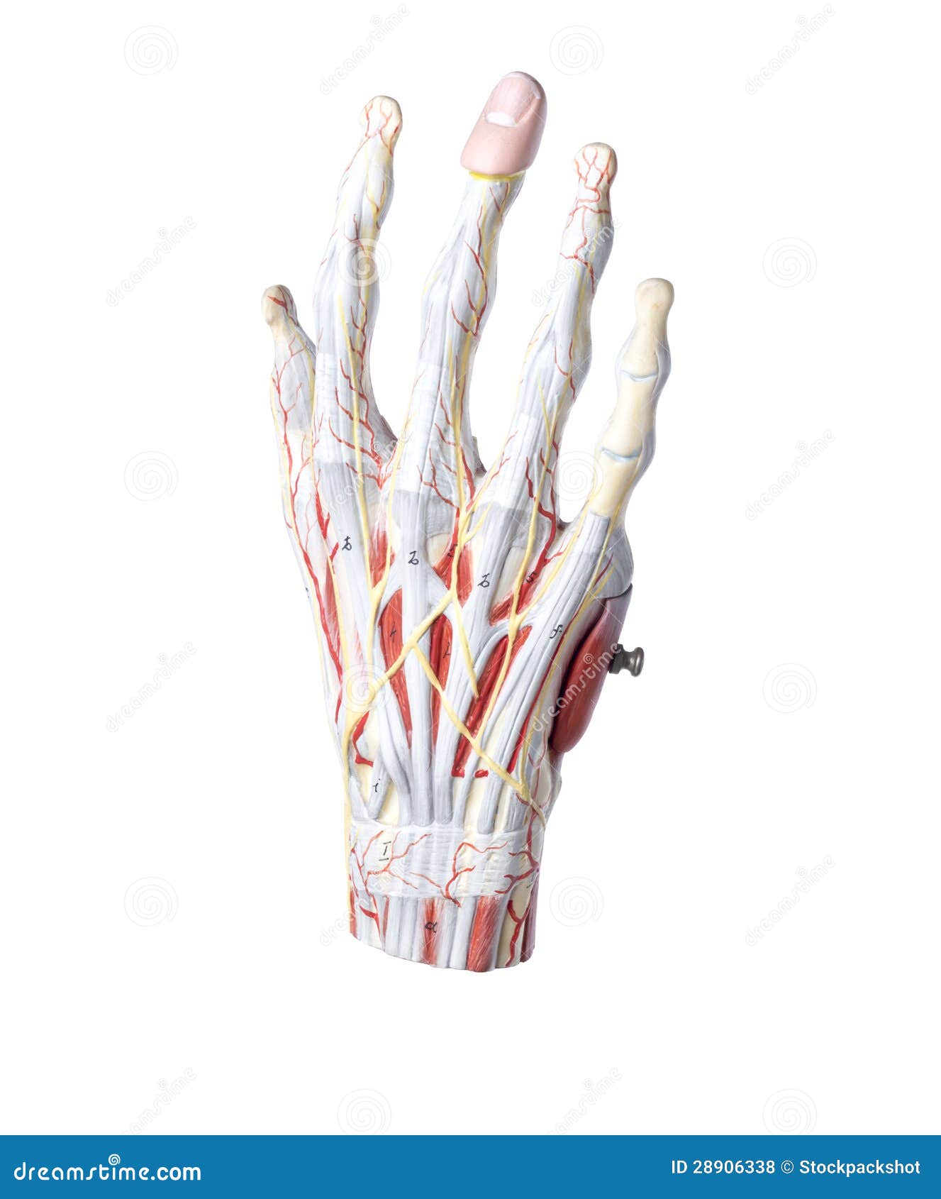 Isolated Anatomic Model of a Human Hand Stock Photo - Image of anatomic ...