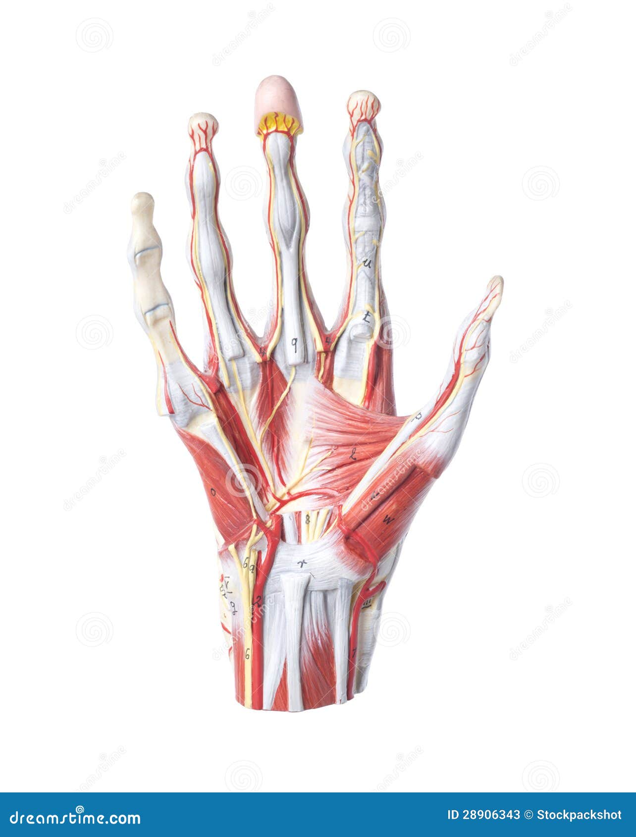 Isolated Anatomic Model of a Human Hand Stock Image - Image of human ...