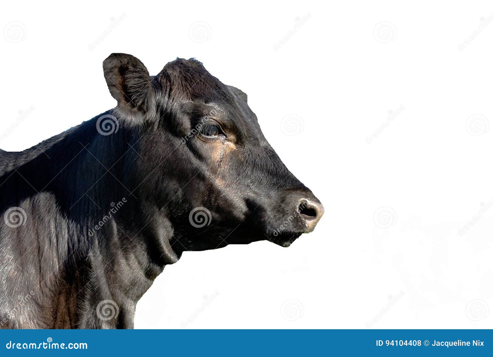Isolated Angus Heifer Head Profile Stock Photo - Image of livestock ...