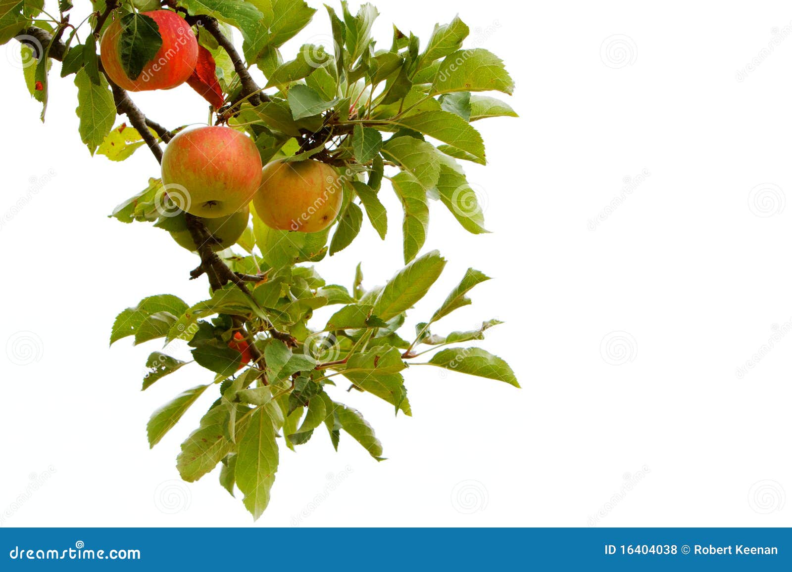 Isolated apple branch stock photo. Image of juicy, country - 16404038