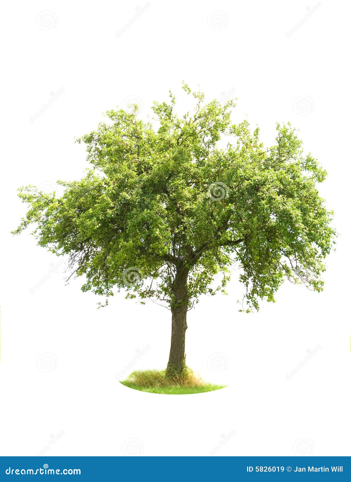 Isolated Apple Tree stock image. Image of white, environment - 5826019 Isolated Apple Tree stock image. Image of white, environment - 5826019