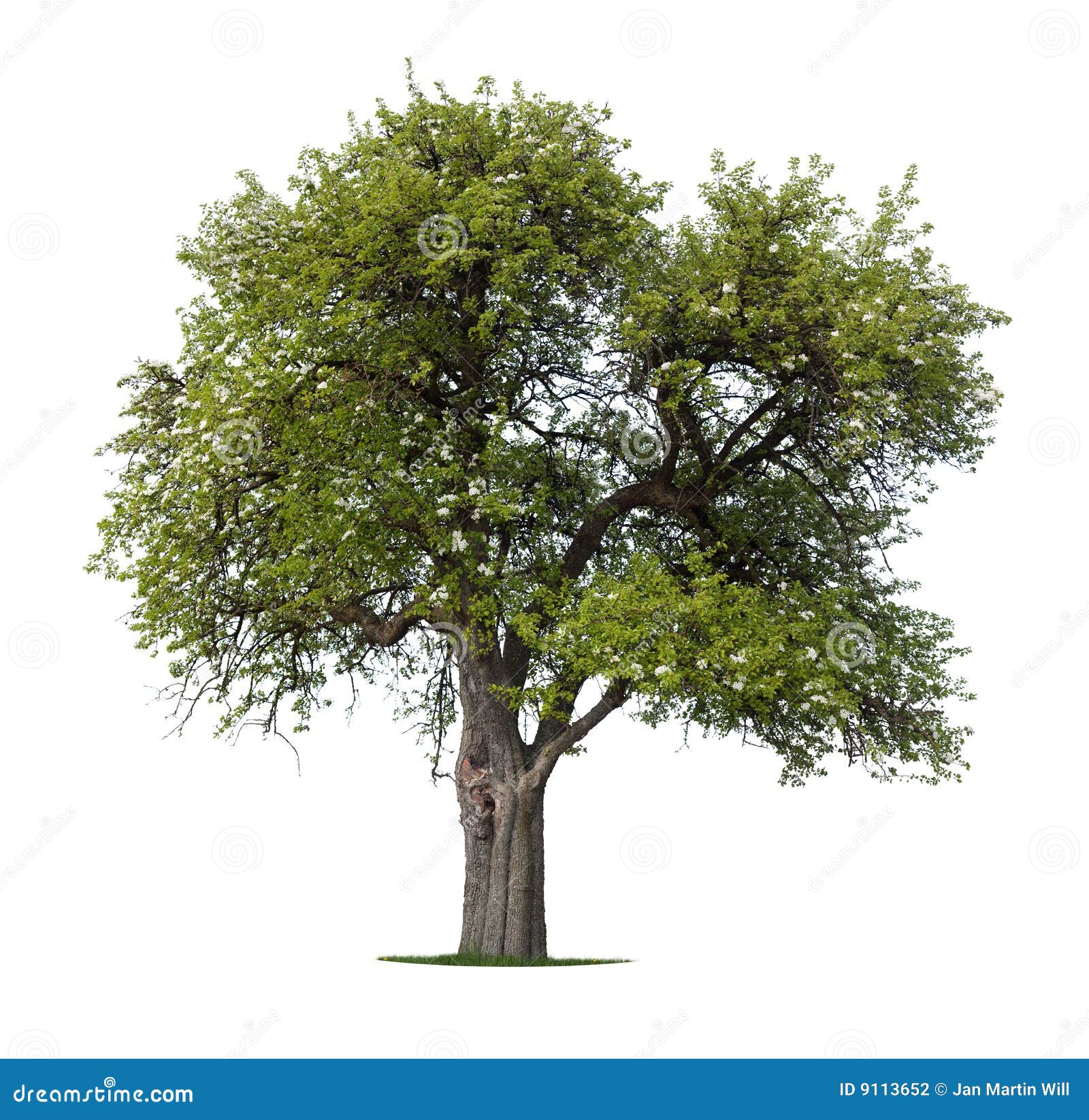 Isolated apple tree stock photo. Image of apple, tree - 9113652