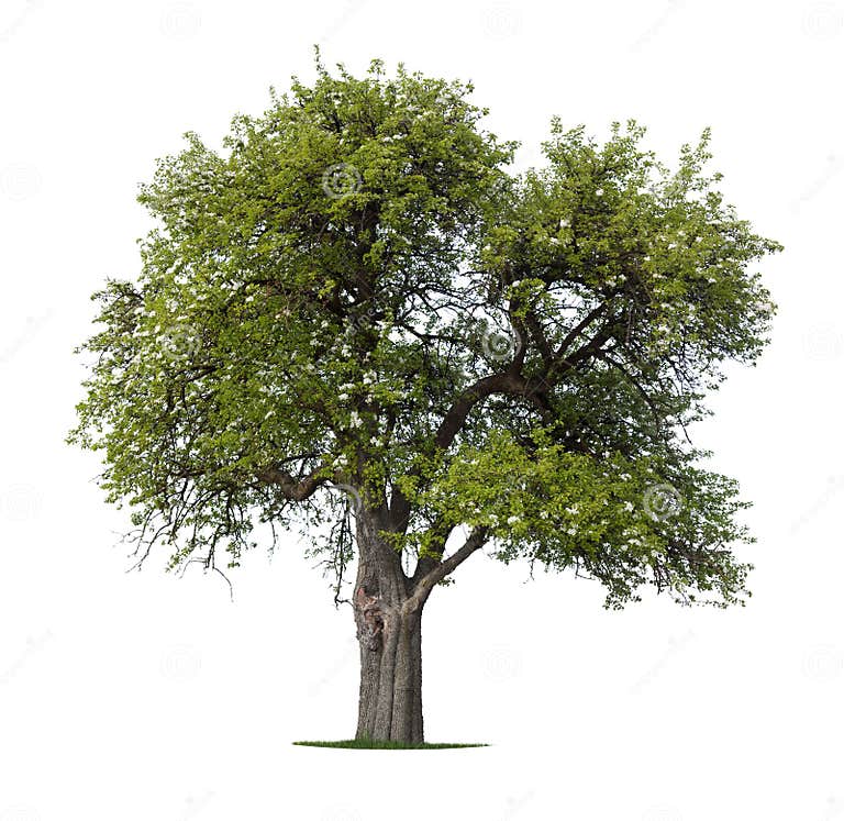 Isolated apple tree stock photo. Image of apple, tree - 9113652