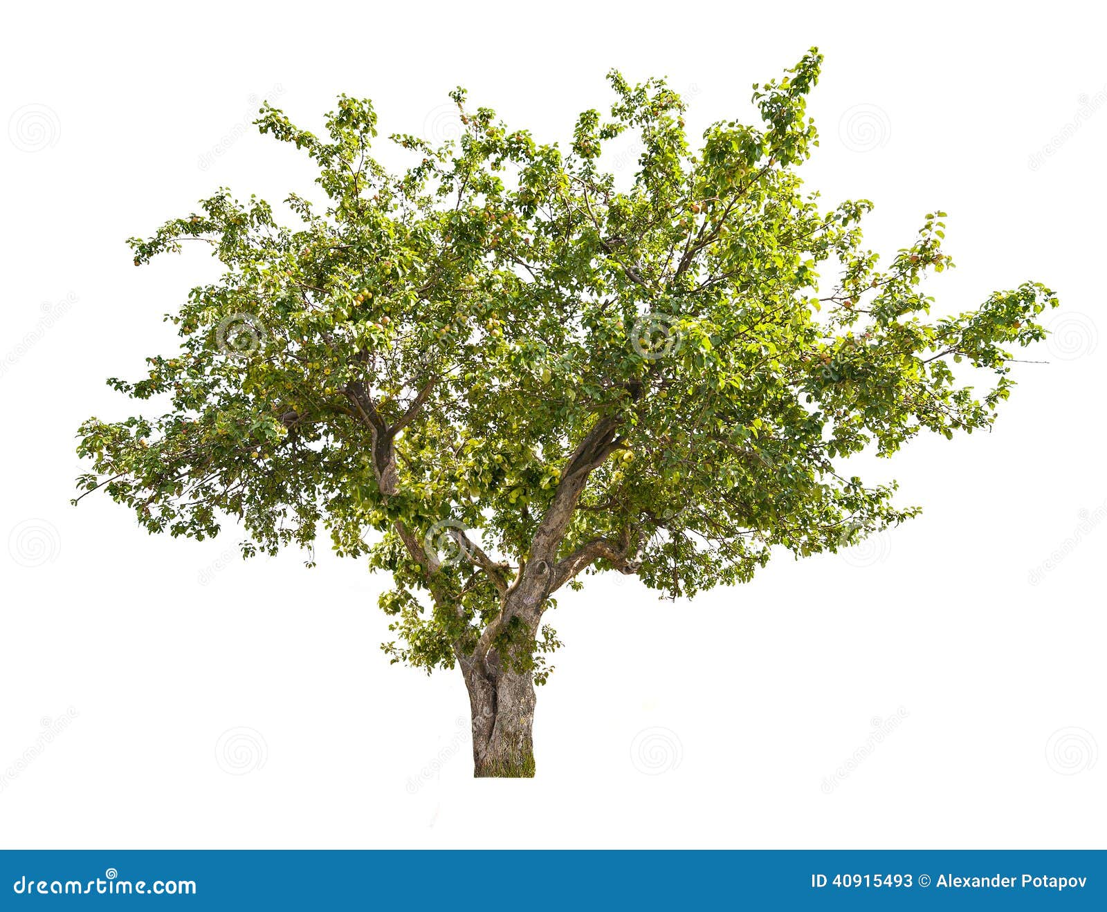 Apple Tree Wood Grain Texture Royalty-Free Stock Image | CartoonDealer ...