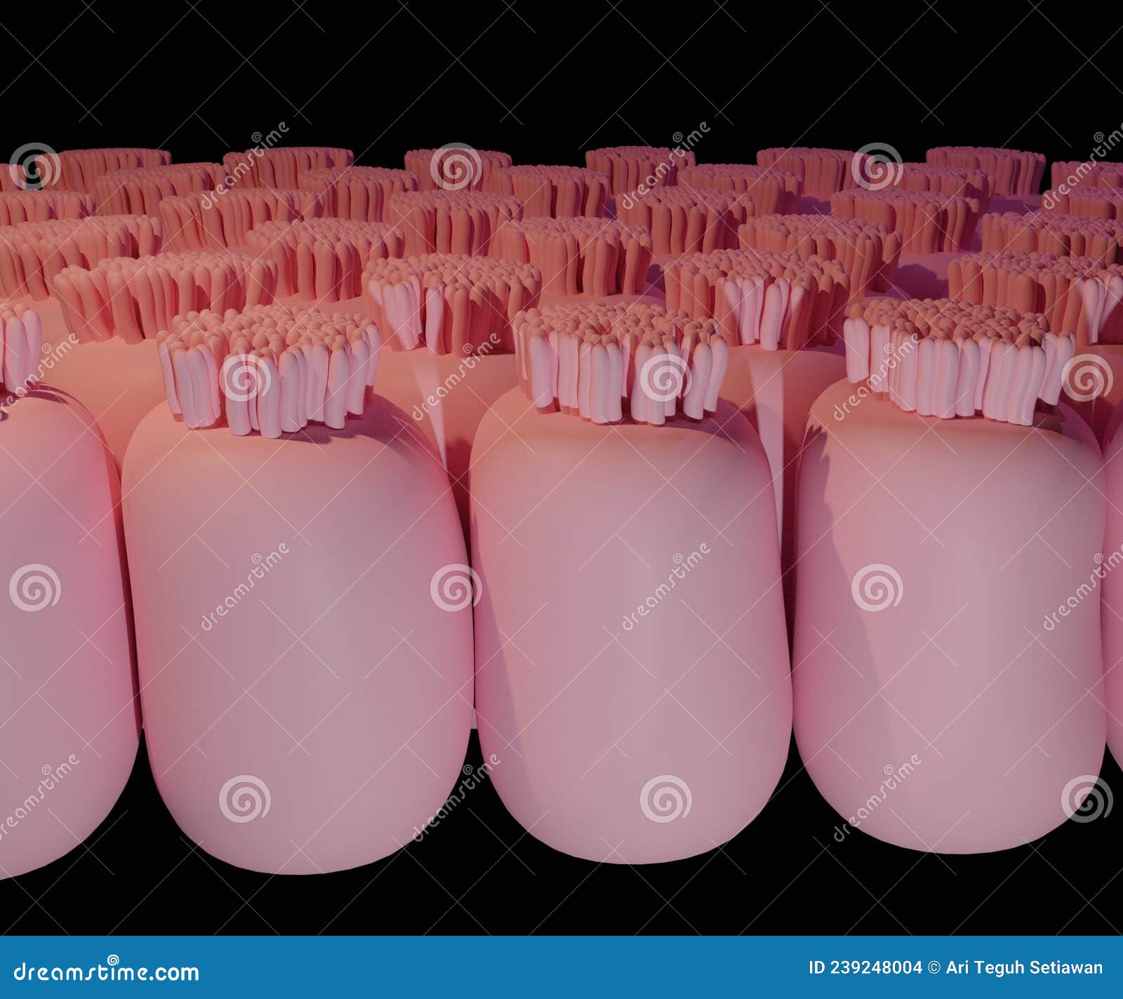 The Intestinal Epithelium Is The Single Cell Layer That Form The ...