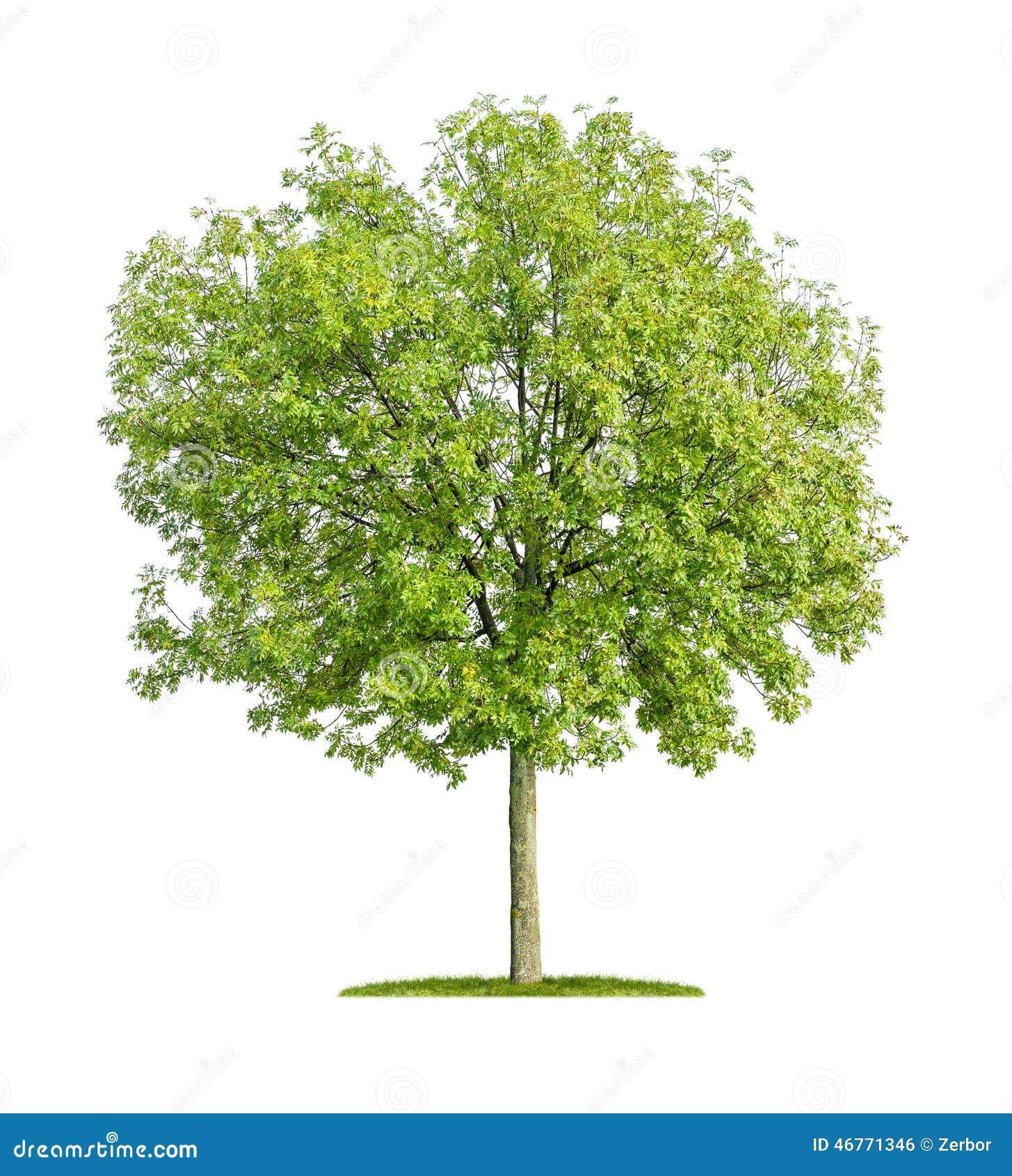 Isolated ash tree stock photo. Image of leaves, botanical - 46771346