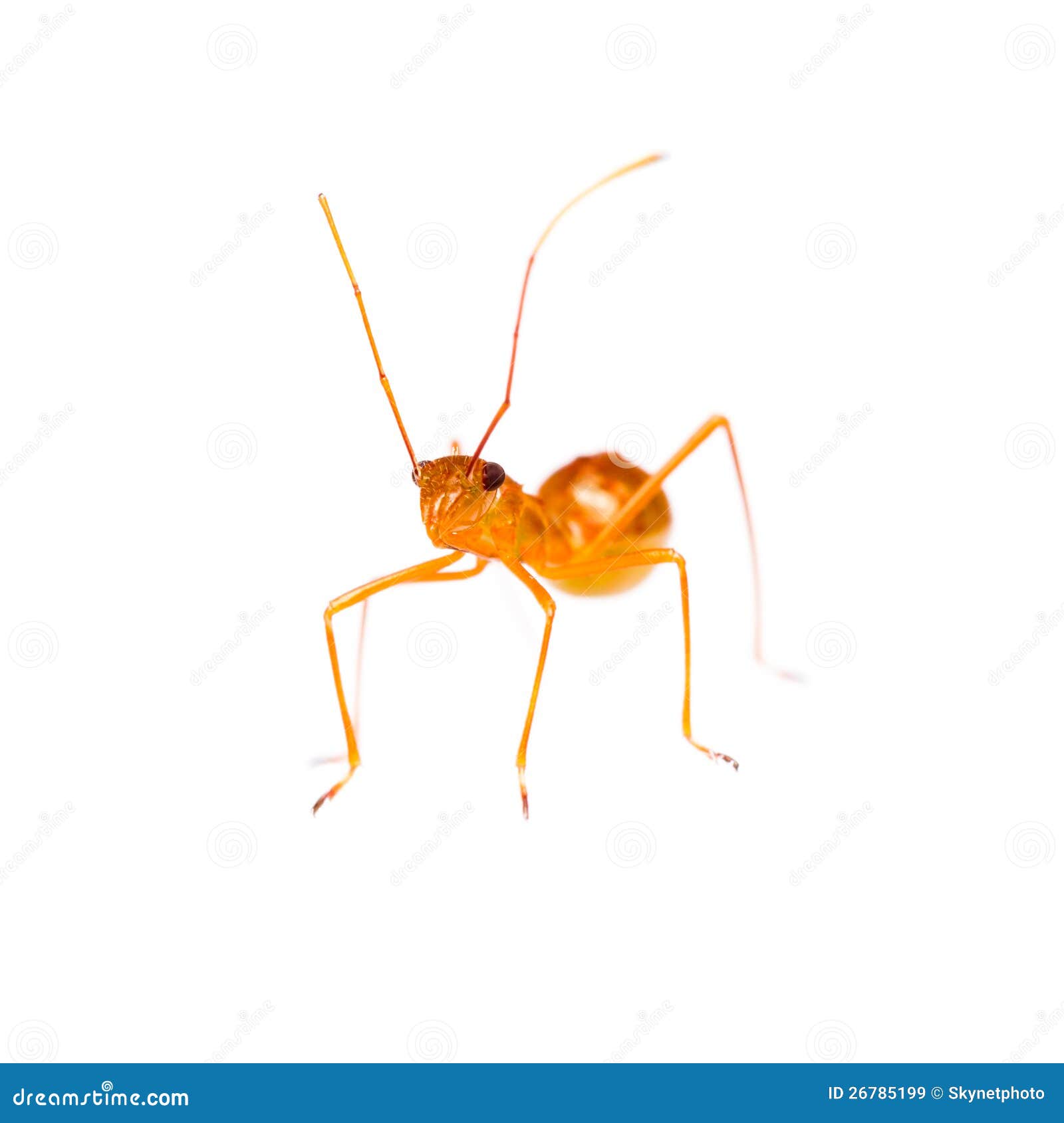 Isolated of assassin bug stock image. Image of closeup - 26785199