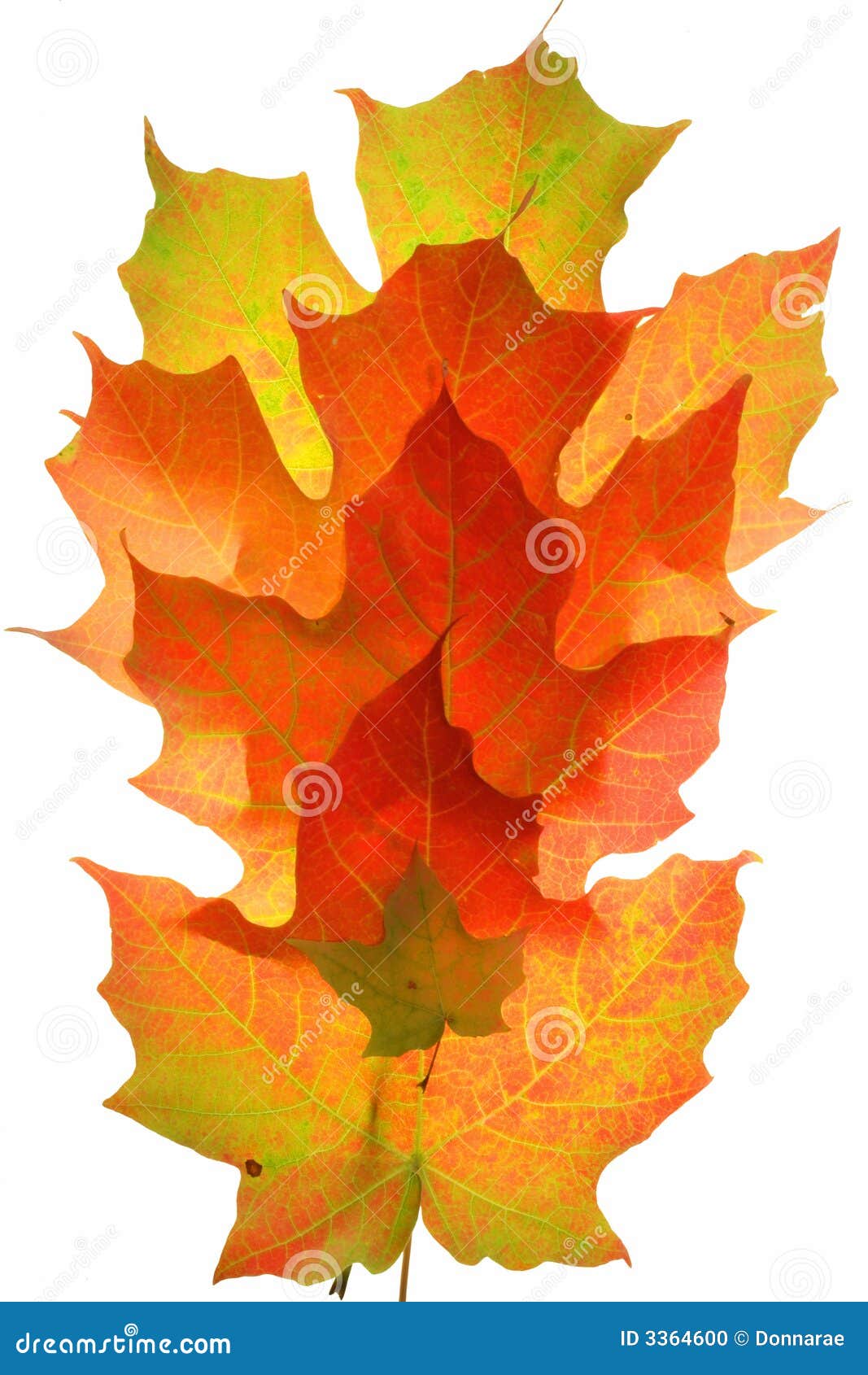 Isolated Atumn Maple Leaves Stock Photo - Image of change, vibrant: 3364600