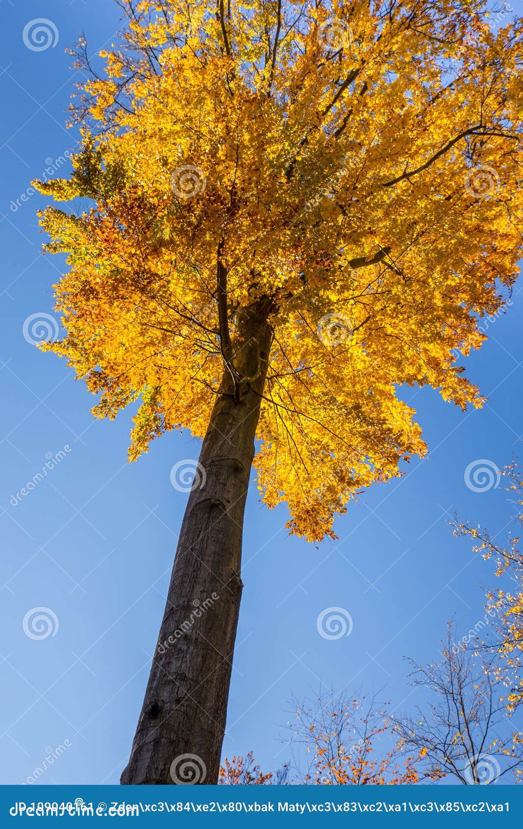 Isolated Beech Tree - Voderady Beechwood, Czechia Stock Image - Image ...