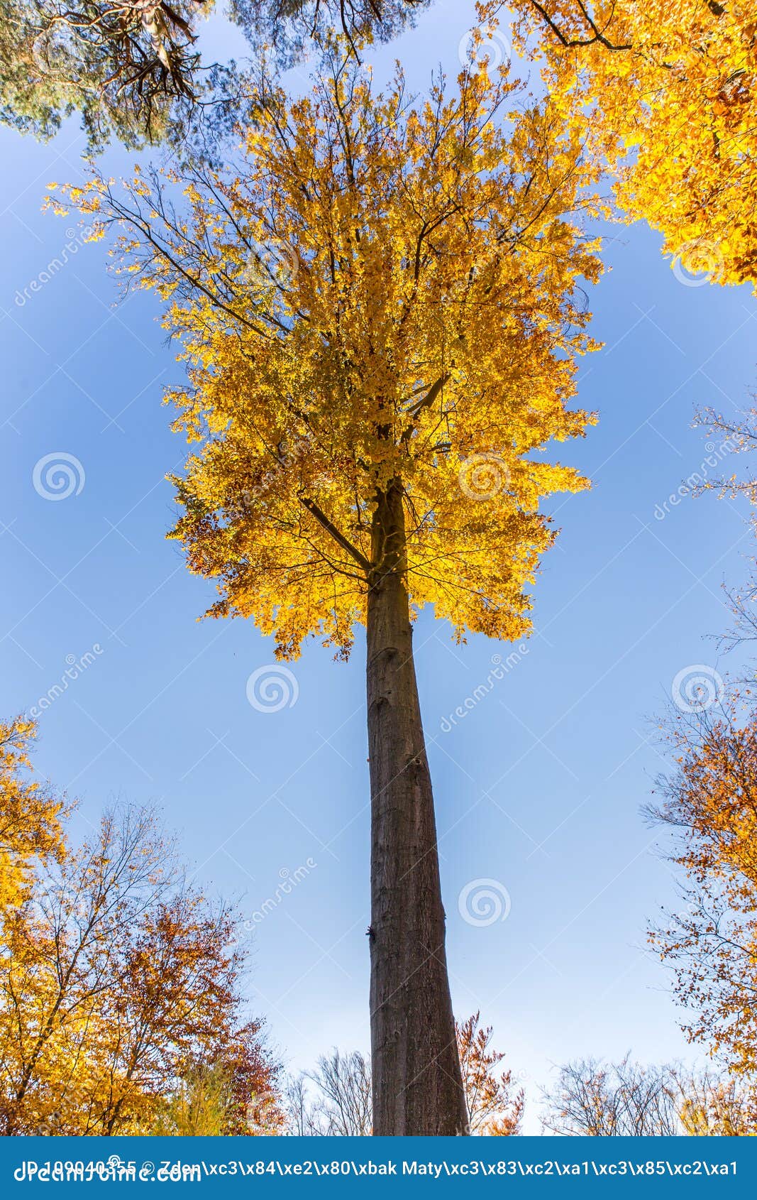 Isolated Beech Tree - Voderady Beechwood, Czechia Stock Image - Image ...