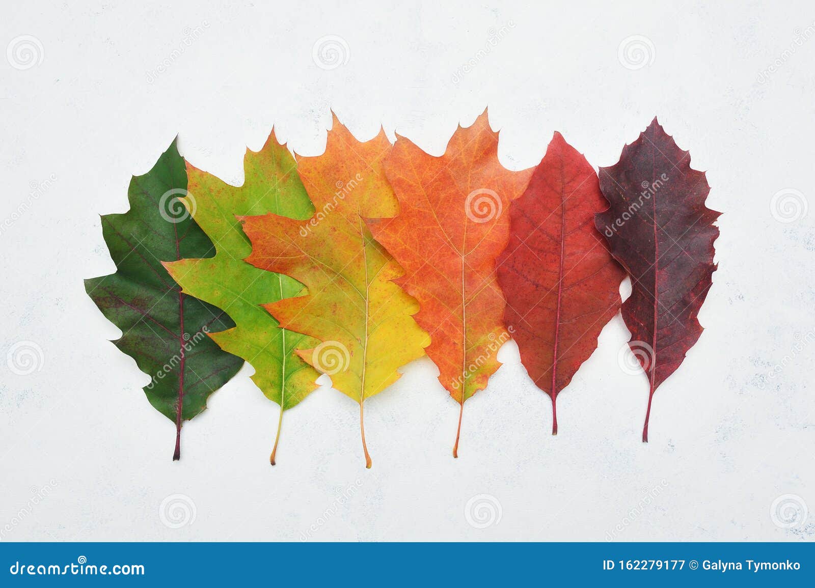Isolated Autumn Gradient Leaves on White Background. Fall Flat Lay, Top ...