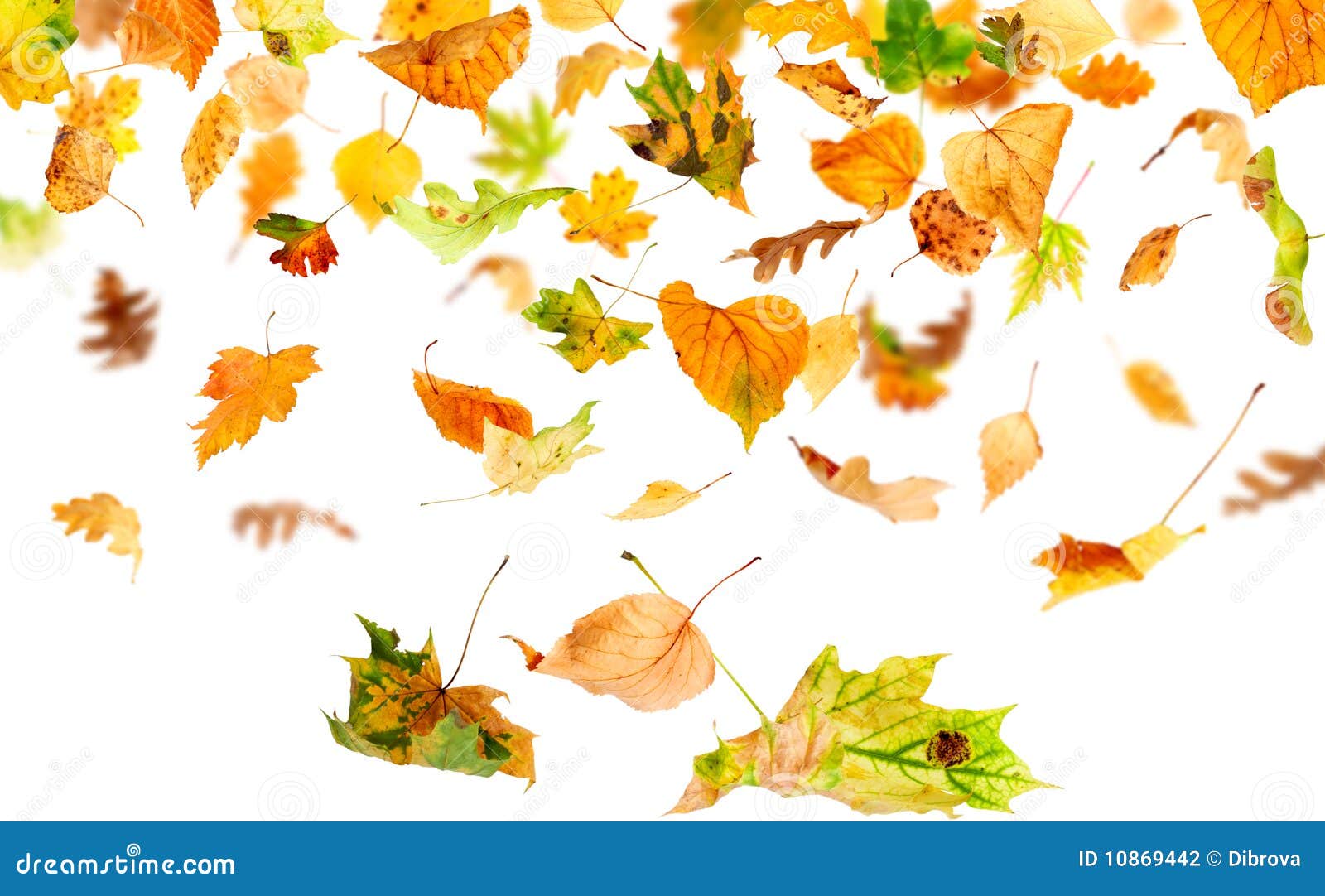 Isolated Autumn Leaves stock photo. Image of composition - 10869442