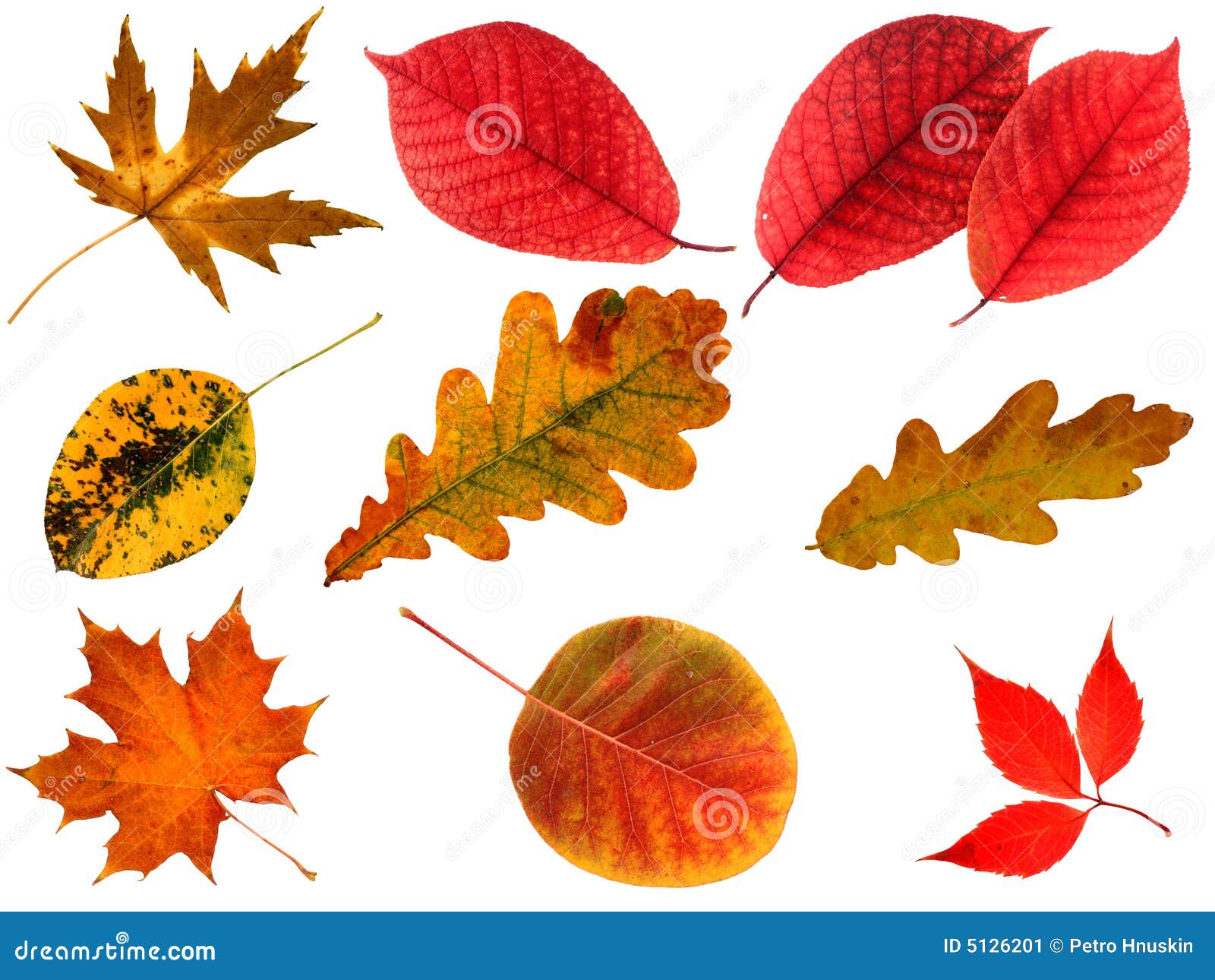 Isolated autumn leaves. stock image. Image of isolated - 5126201