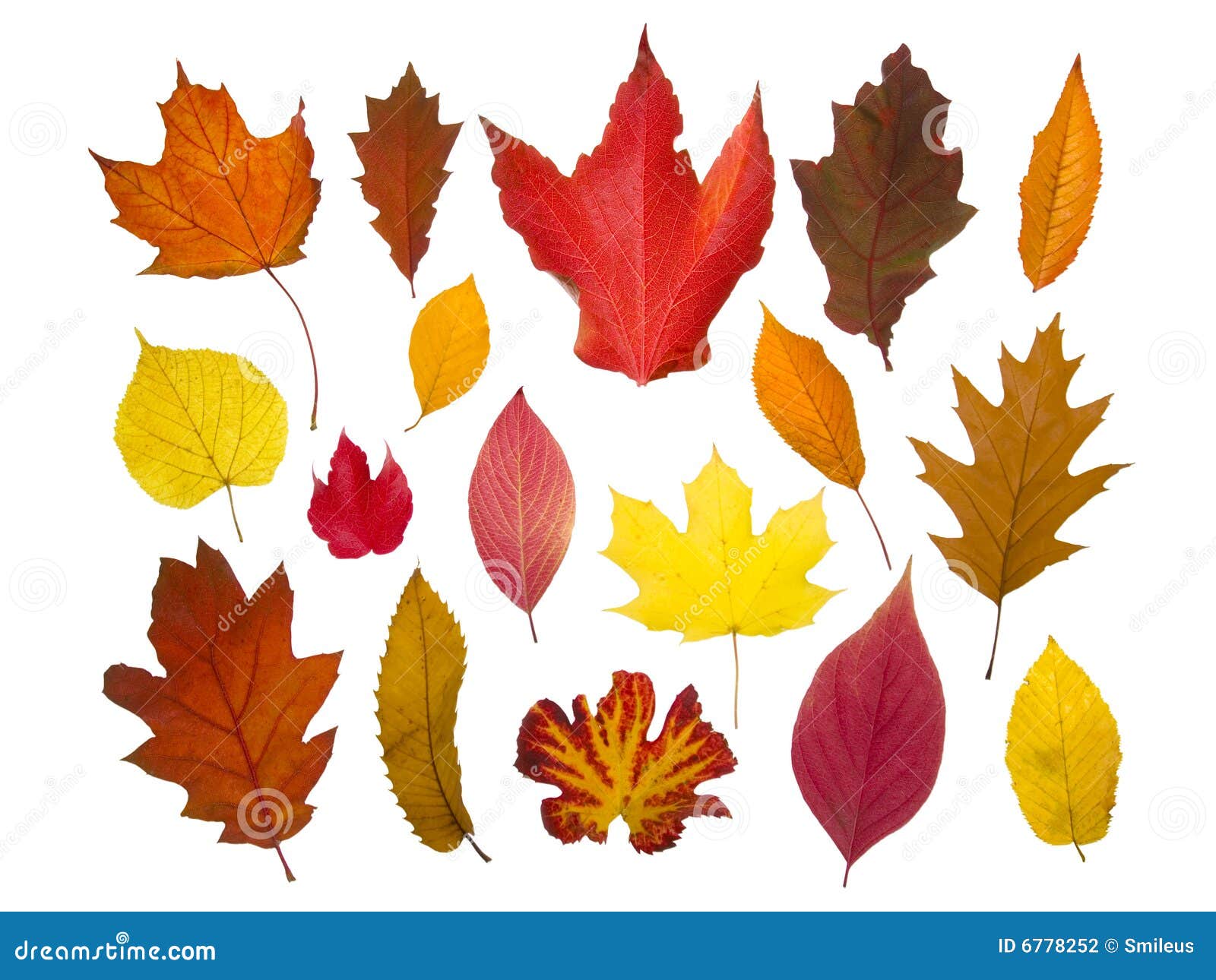 Isolated autumn leaves stock photo. Image of golden, november - 6778252