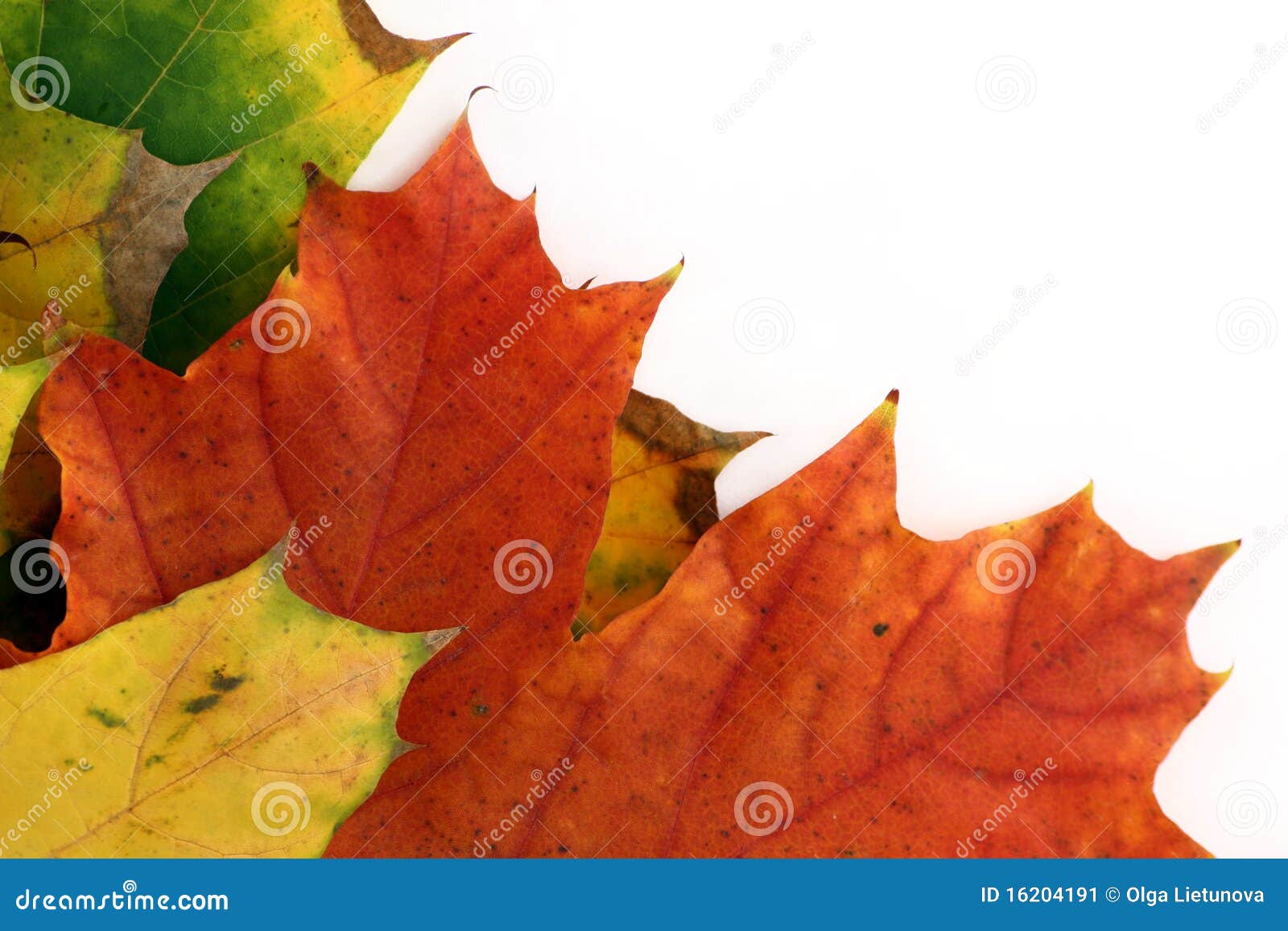 Isolated Autumn Leaves Border Stock Image - Image of close, isolated ...