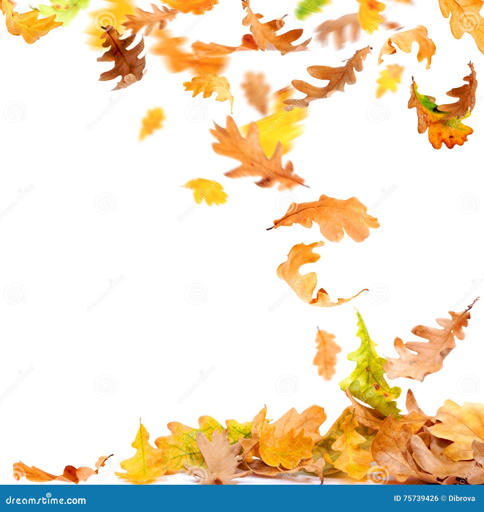 Isolated Autumn Leaves stock photo. Image of forest, group - 75739426