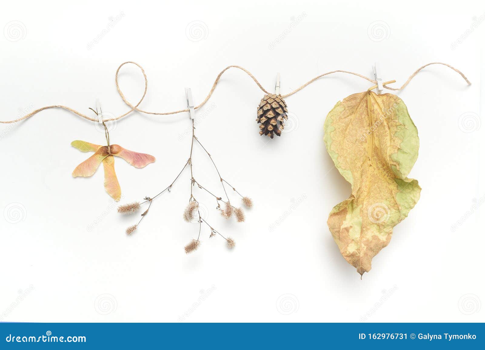Isolated Autumn Leaves, Plants and Rope with Place for Your Text on ...
